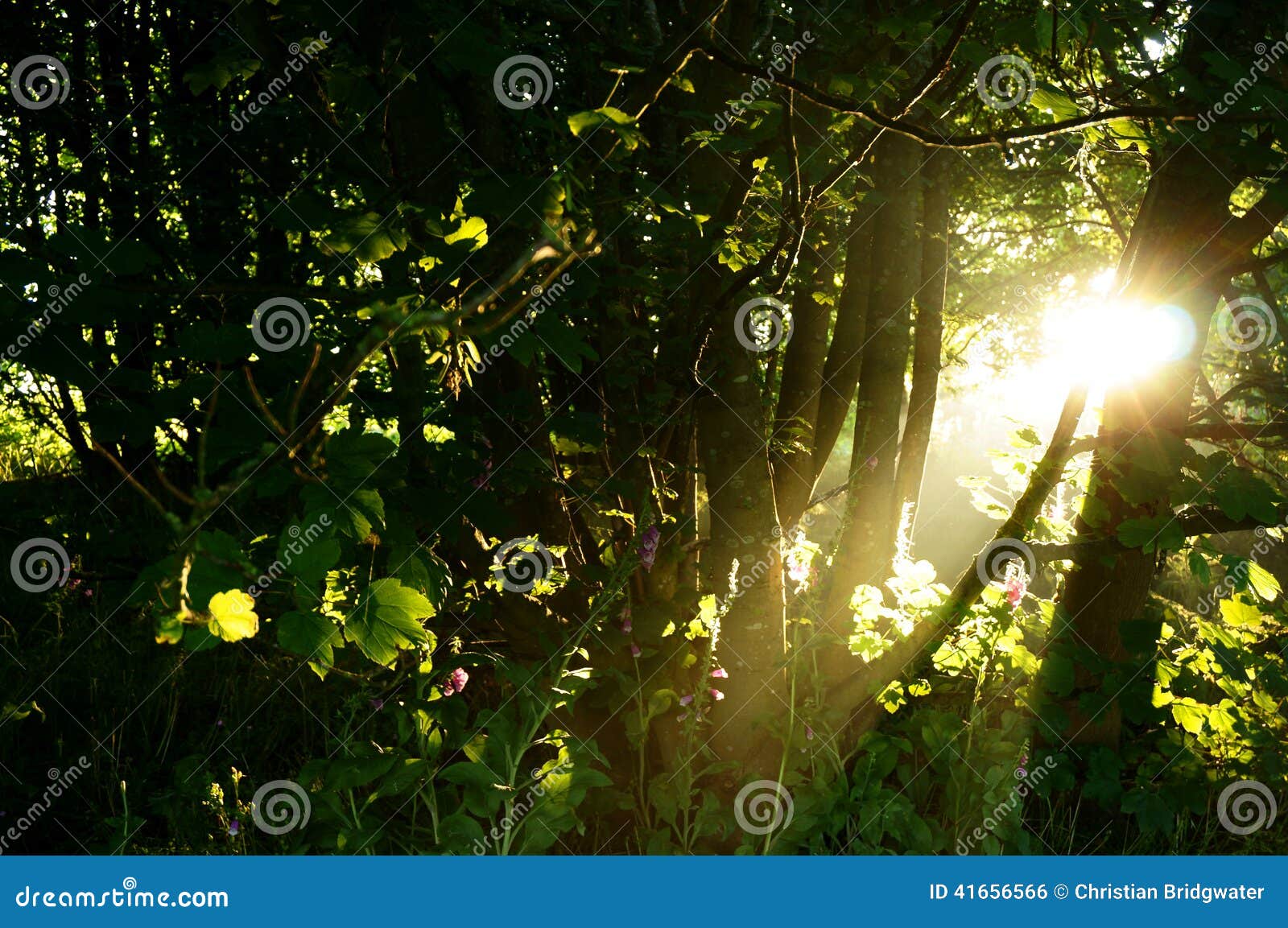 Sunlight tree sunrise a stock photo. Image of leaf, sunlight - 41656566