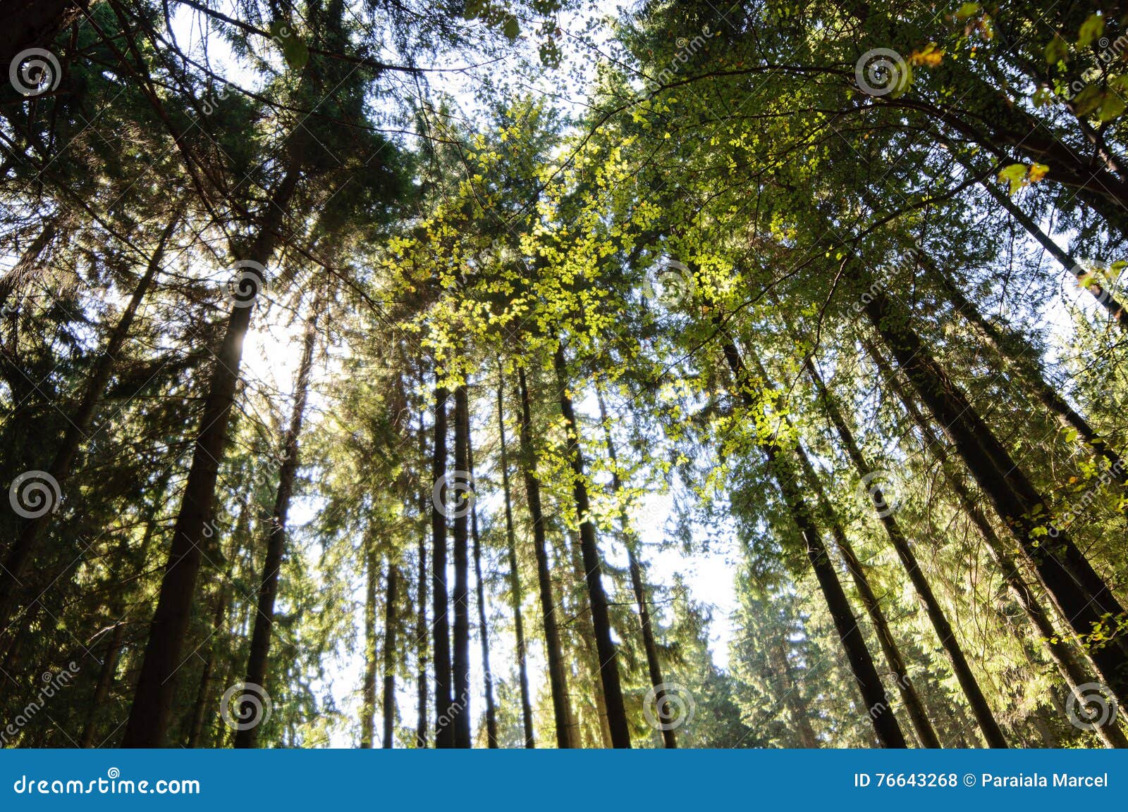 Sunlight through tree tops stock photo. Image of tops - 76643268