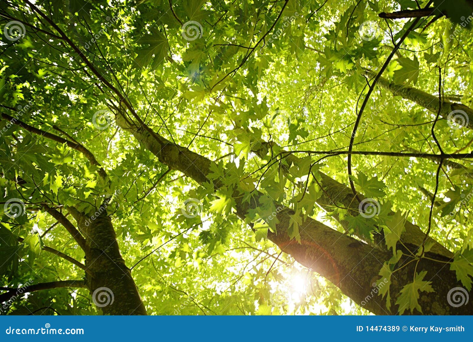 Sunlight through the trees stock image. Image of natural - 14474389
