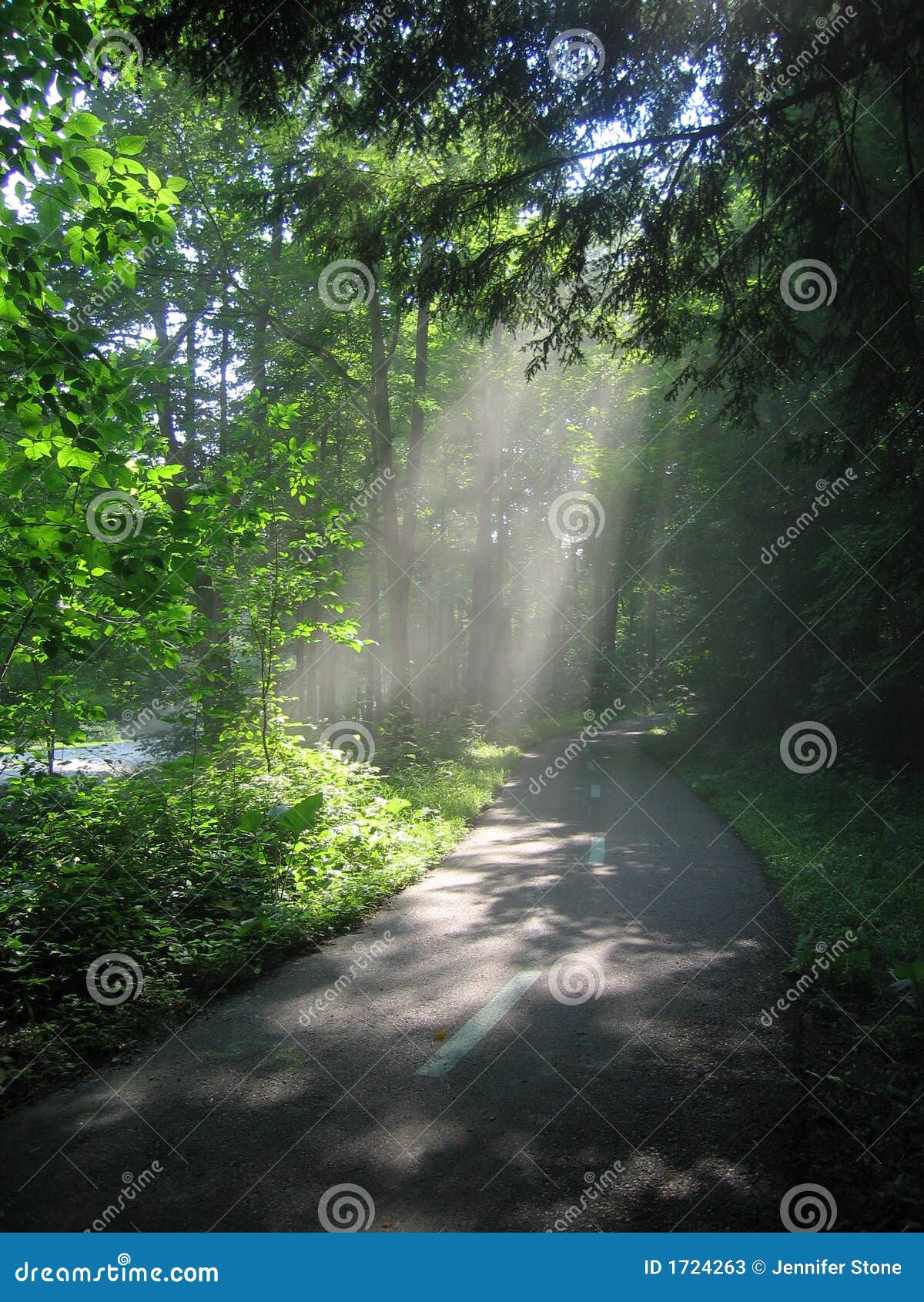 Sunlight through the Trees stock image. Image of growth - 1724263