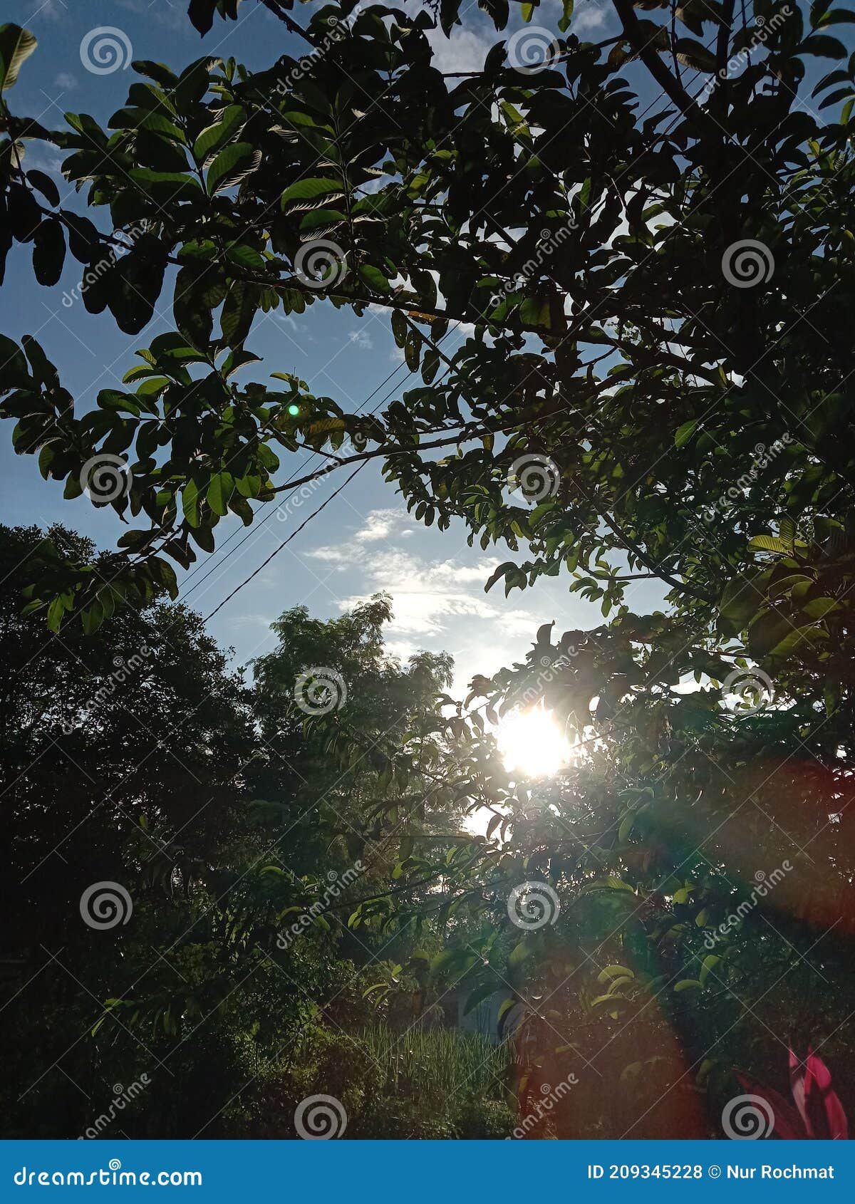 Sunlight between the trees stock photo. Image of woodland - 209345228