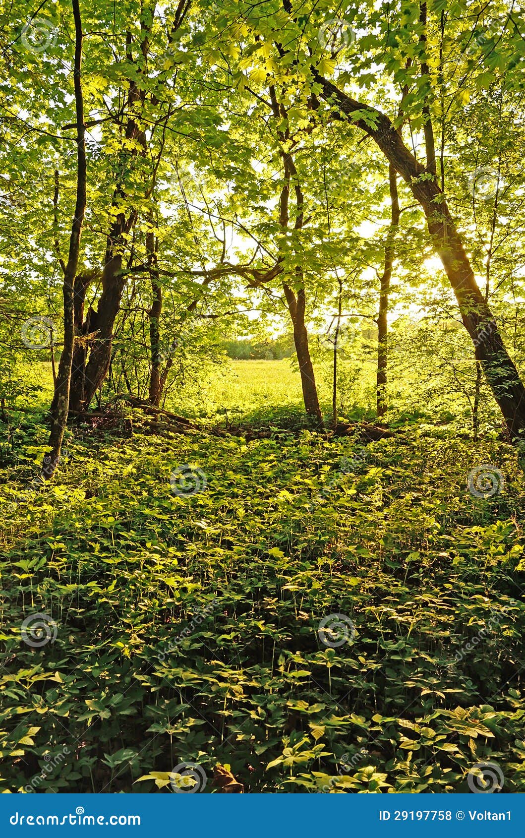 Sunlight through the trees stock photo. Image of green - 29197758