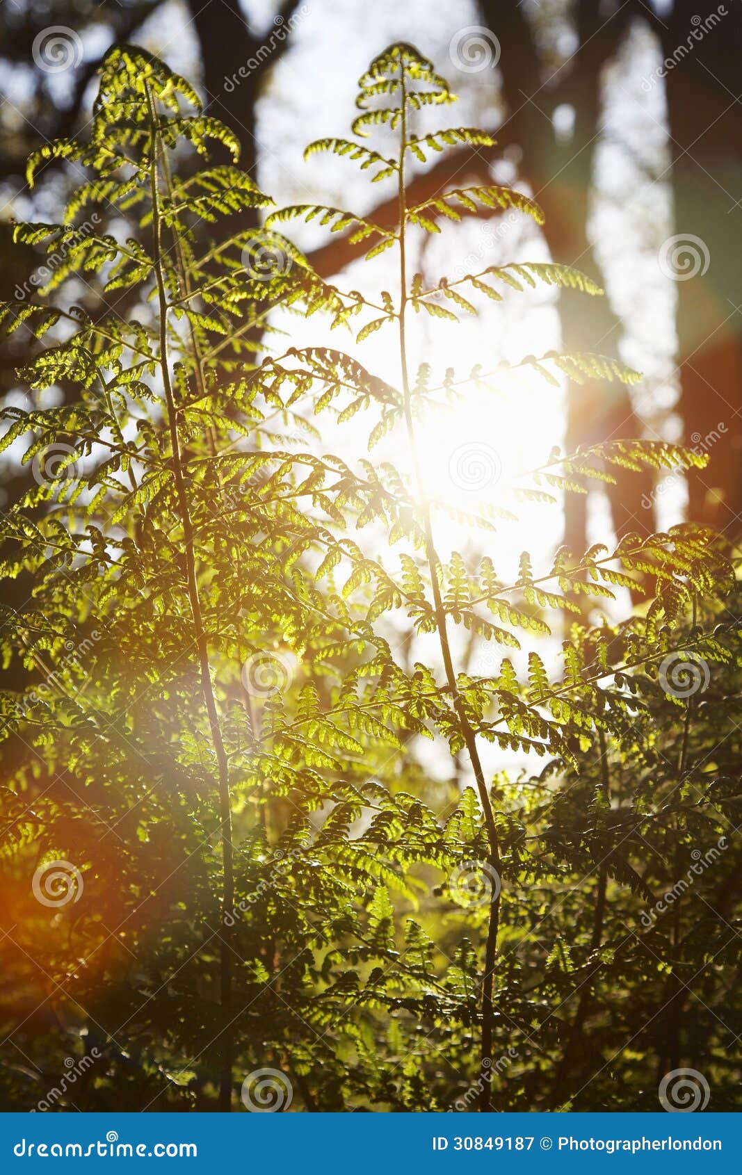 Sunlight in Trees stock image. Image of shining, beam - 30849187