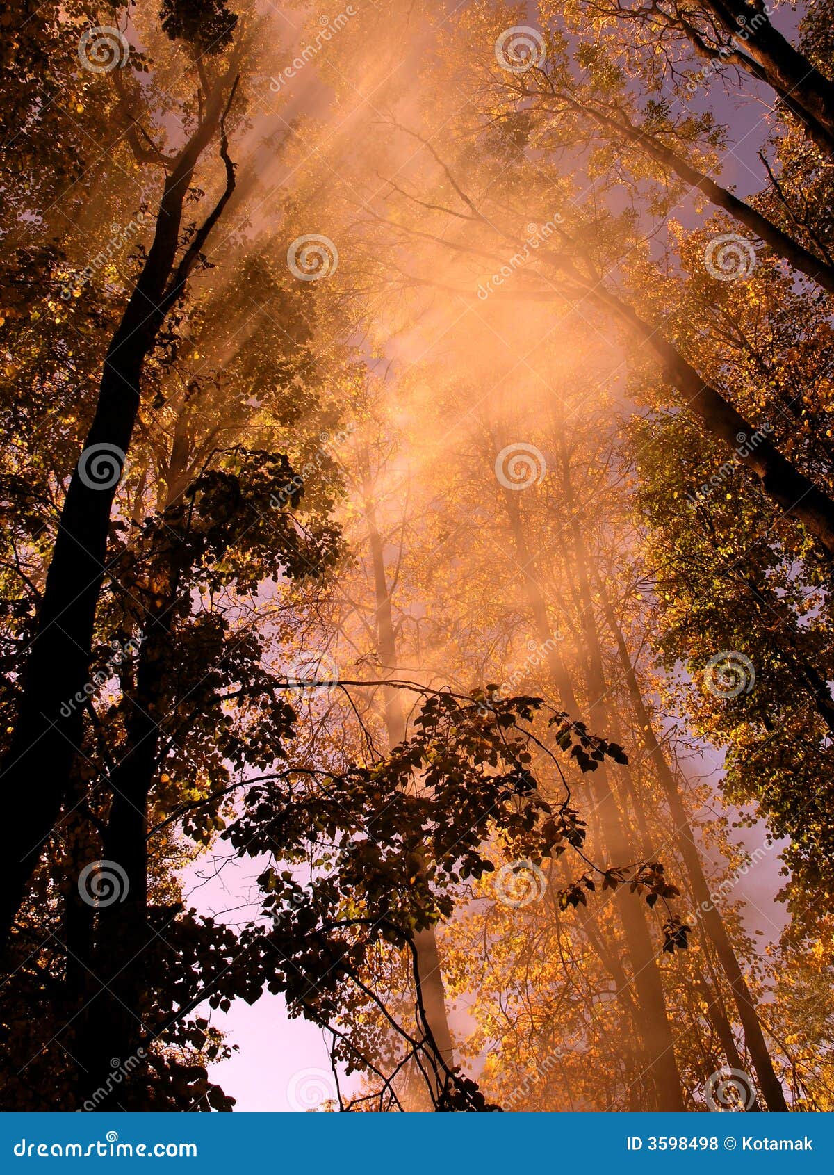 Sunlight in the trees stock photo. Image of sunset, plant - 3598498