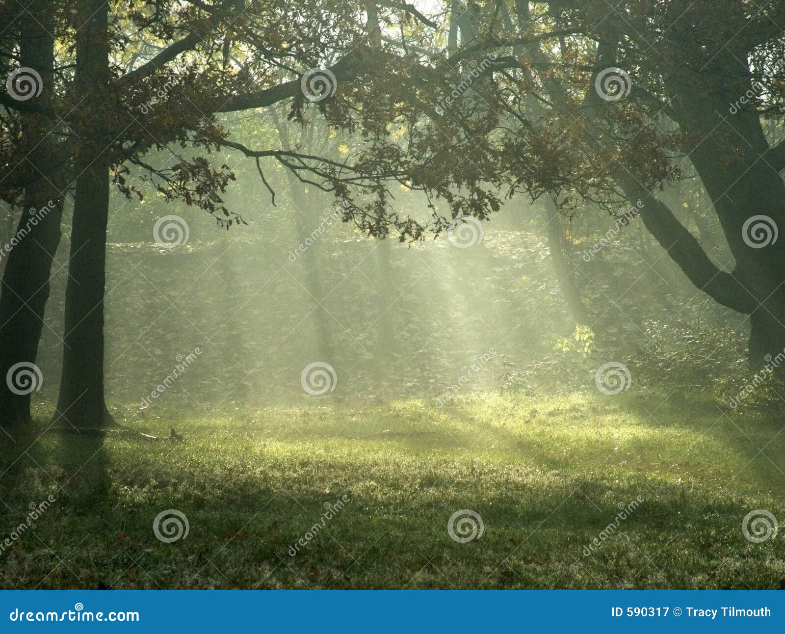 Sunlight through trees stock image. Image of morning, light - 590317