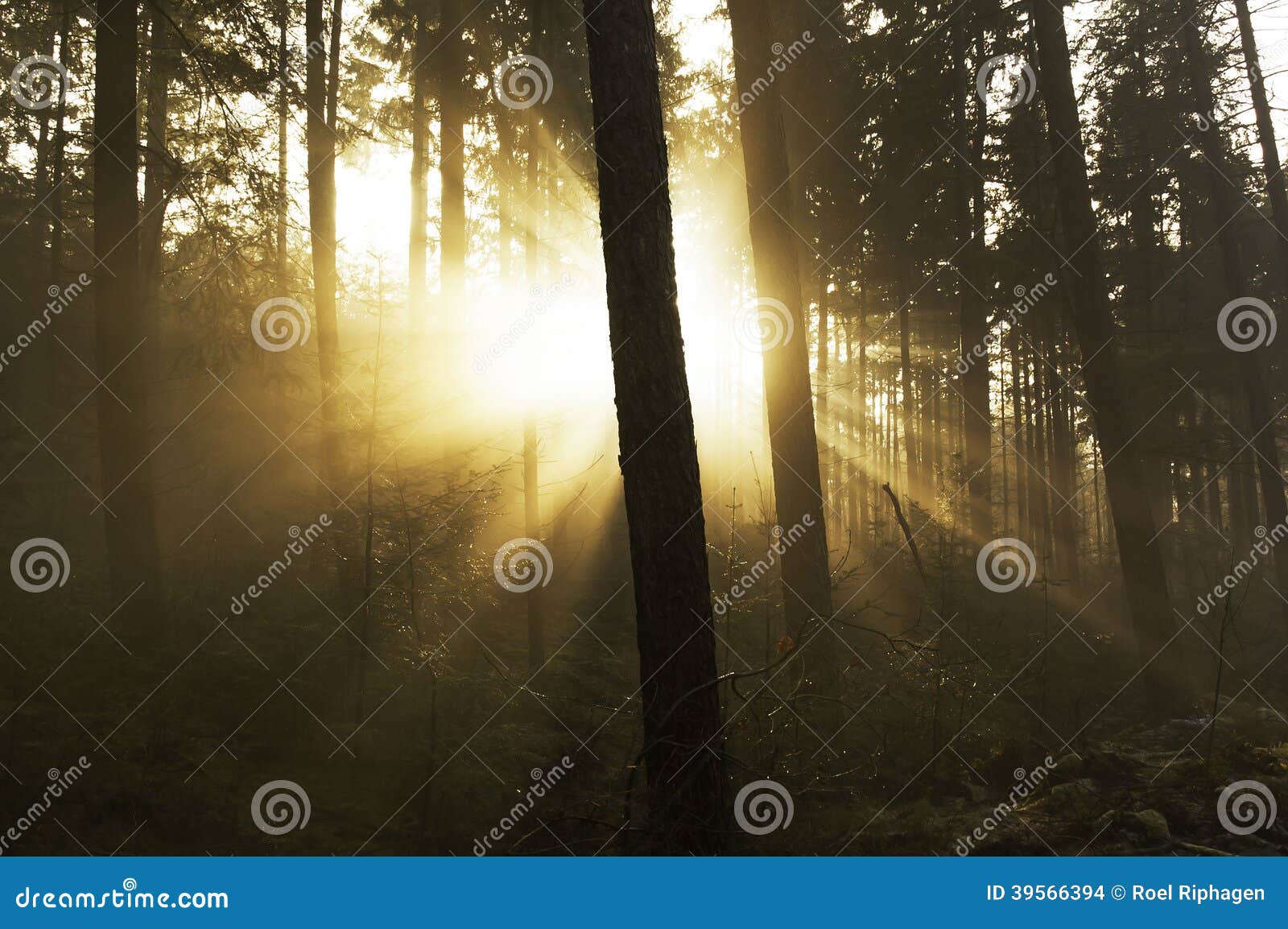Sunlight through the trees stock photo. Image of light - 39566394