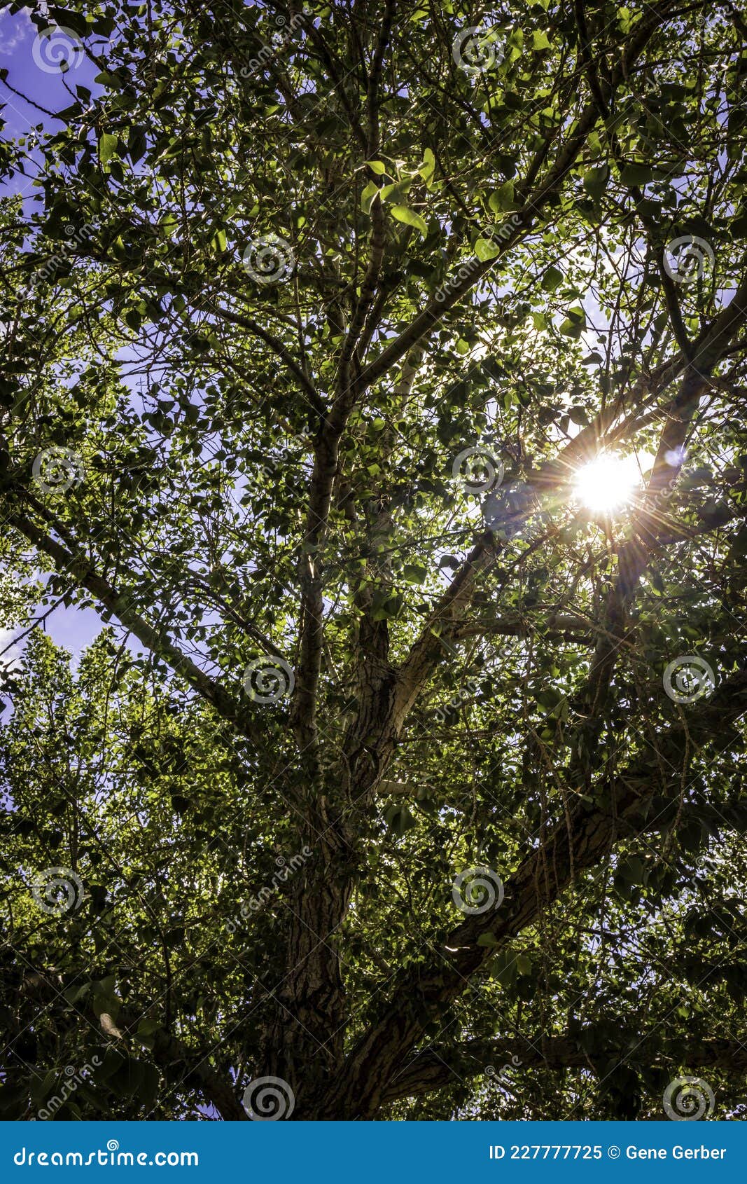 Sunlight through the Trees stock image. Image of tree - 227777725