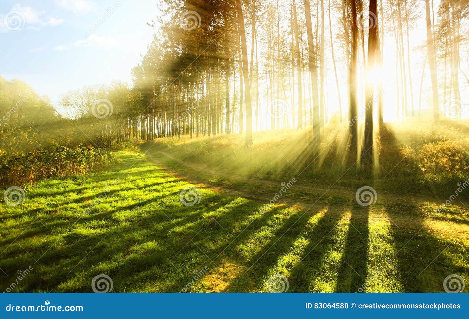 Sunlight Through Trees Picture. Image: 83064580
