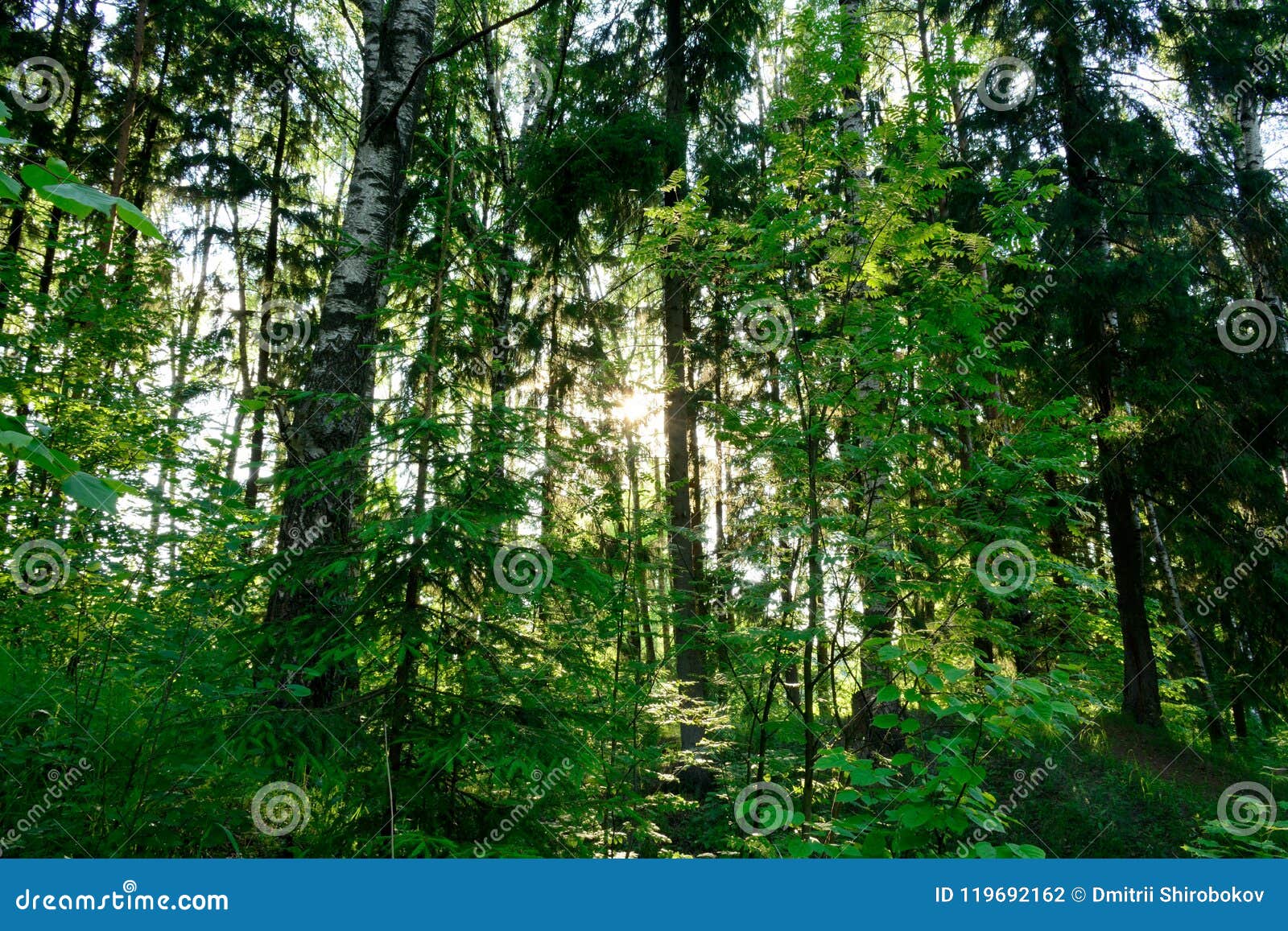 Sunlight through Trees in Forest Stock Photo - Image of sunlight ...
