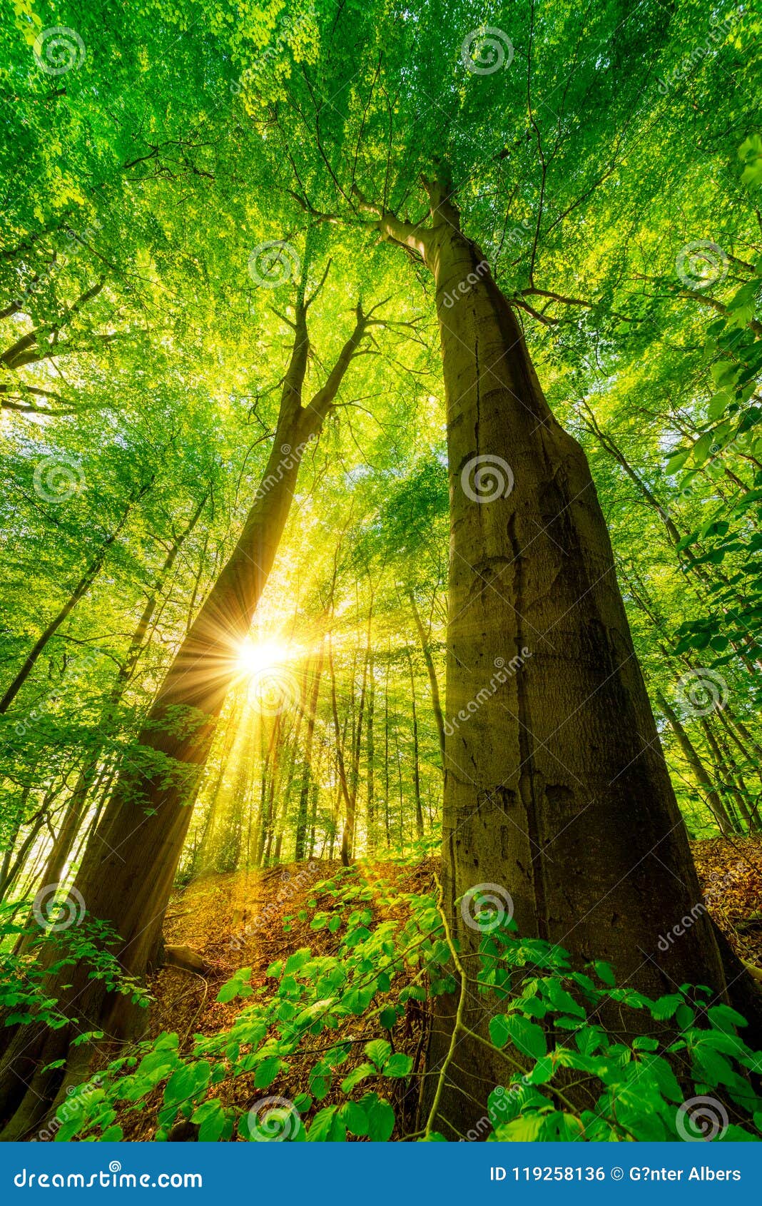 Sunlight through Trees in Forest Stock Photo - Image of copse, woodland ...