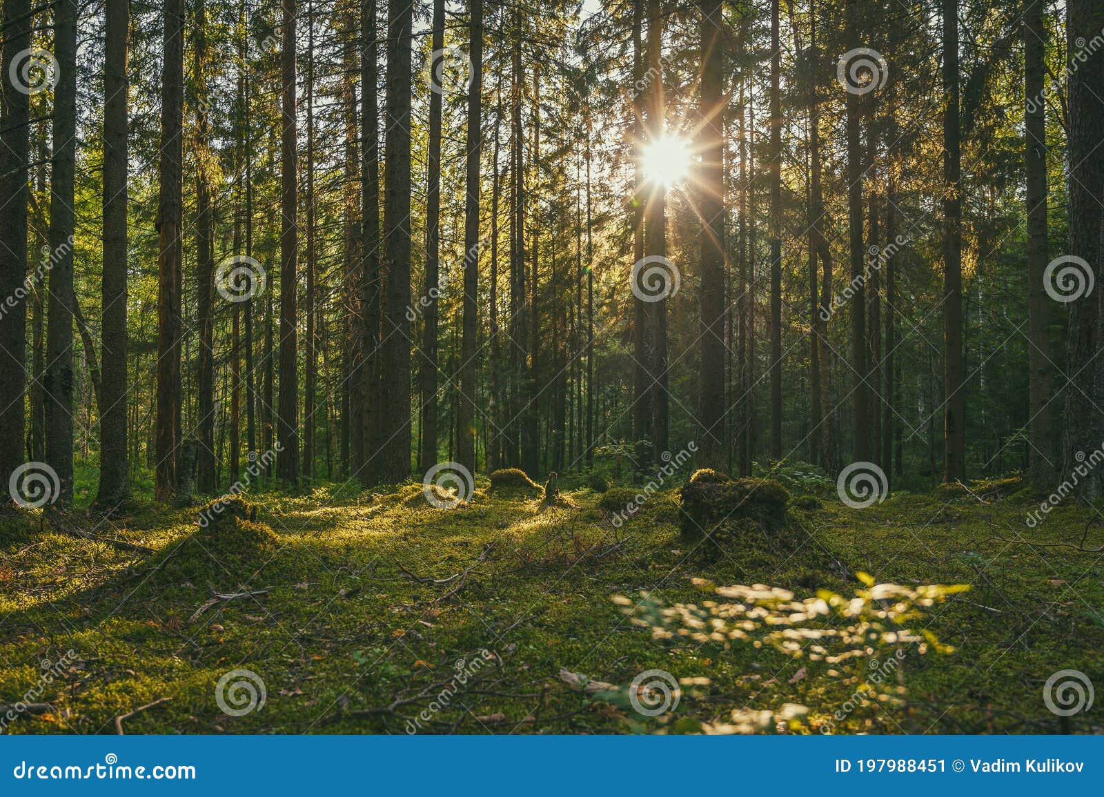 Royalty Free Images, Cartoons, Illustrations And Photos Designed By ...