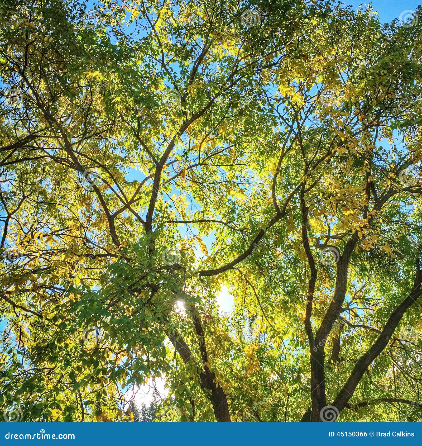 Sunlight through trees stock photo. Image of sunlight - 45150366