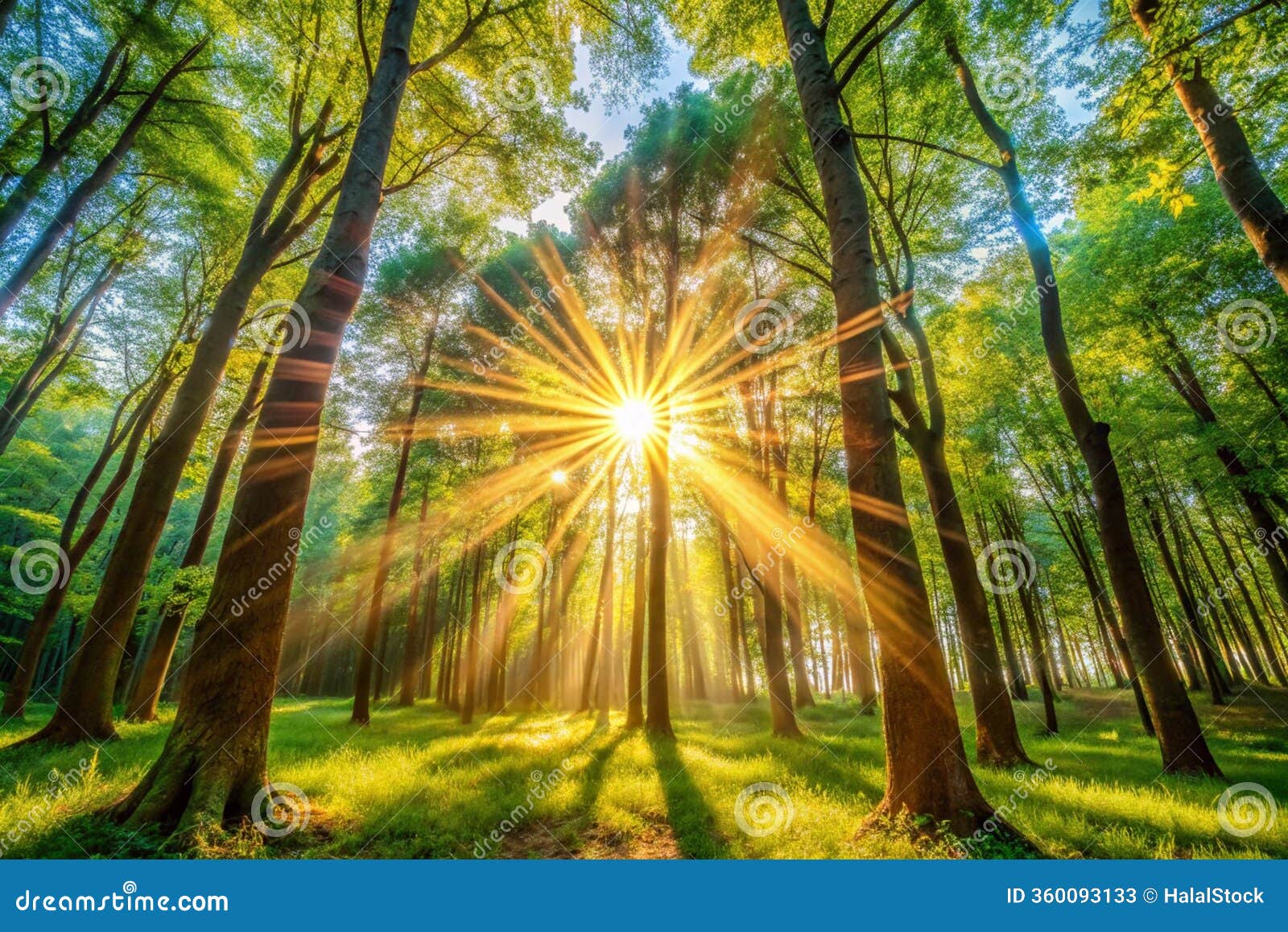 Sunlight through Trees with Lens Flare Stock Illustration ...