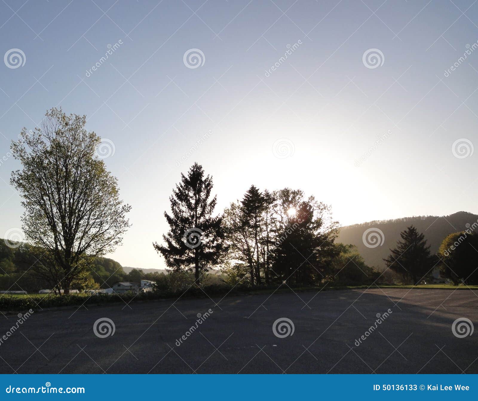 Sunlight through the trees stock image. Image of japan - 50136133