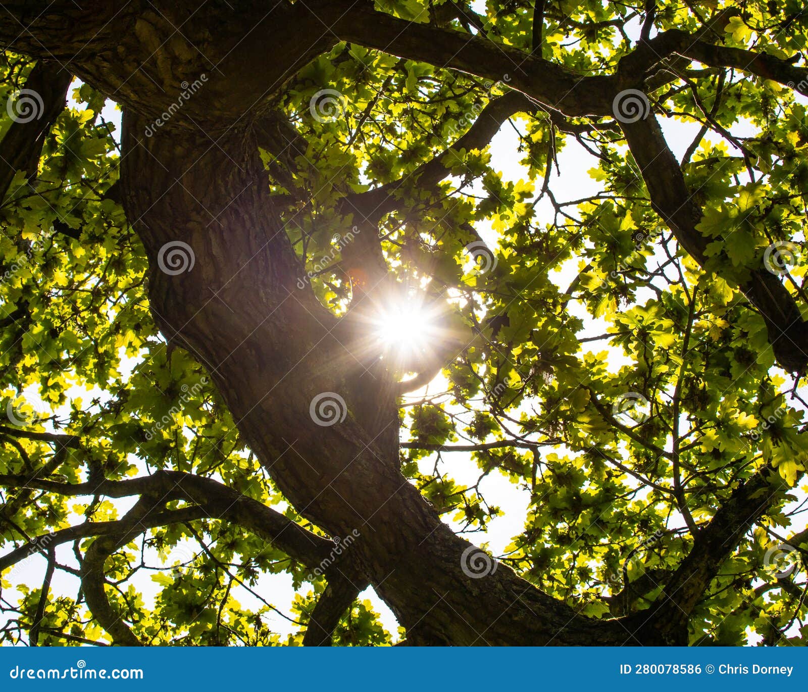 Sunlight through the Trees stock photo. Image of summer - 280078586