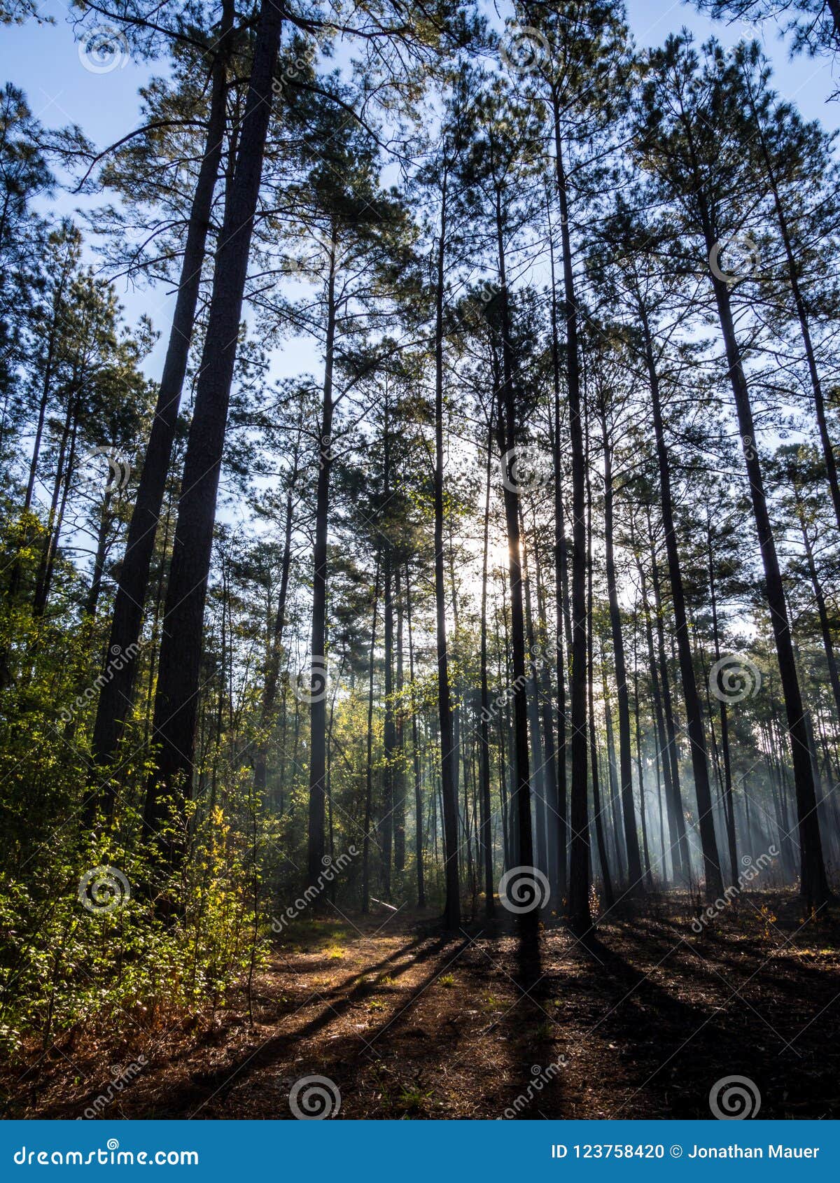 Sunlight through Trees in Sparse Forest Stock Photo - Image of sparse ...