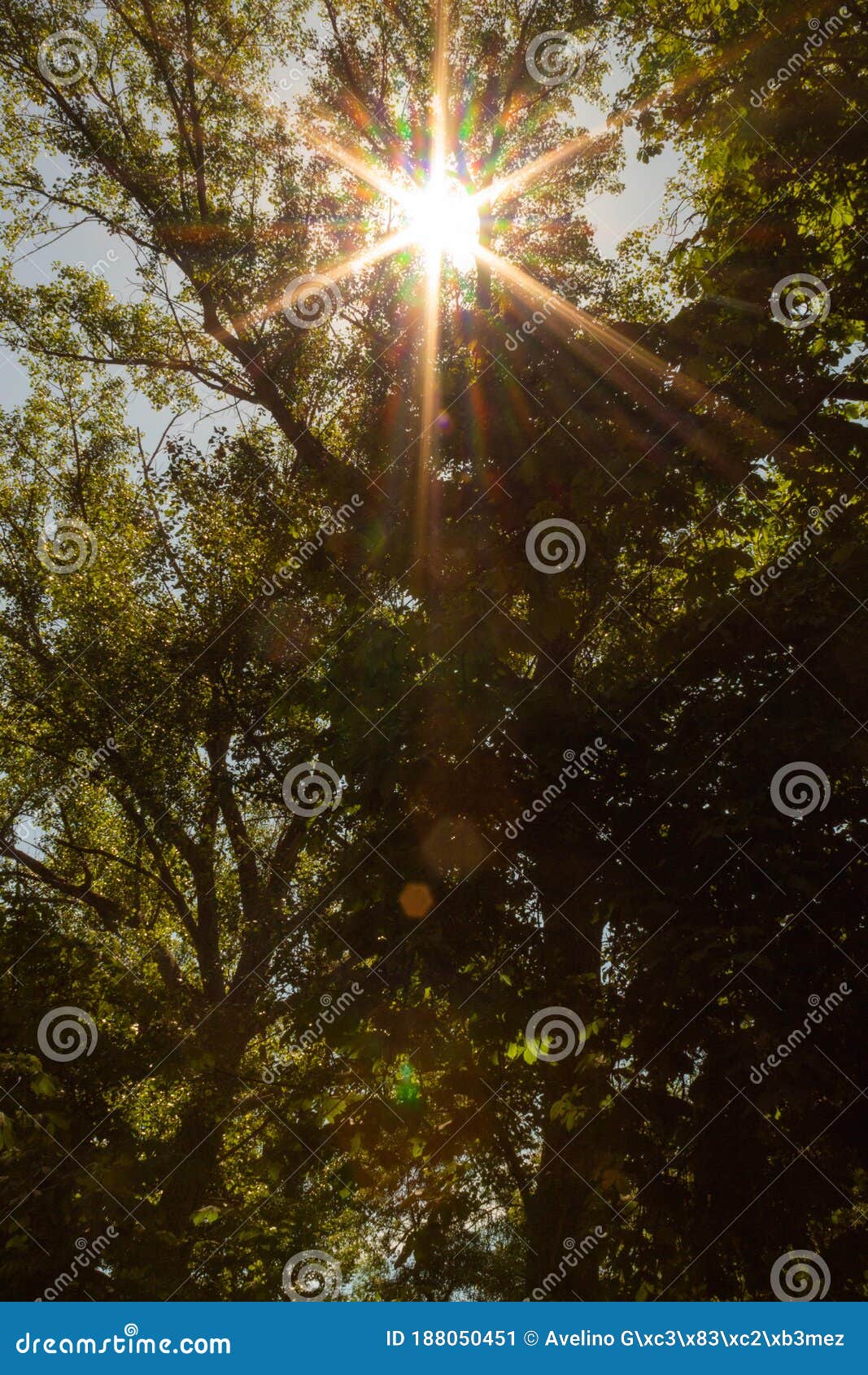 Sunlight through the trees stock image. Image of rays - 188050451