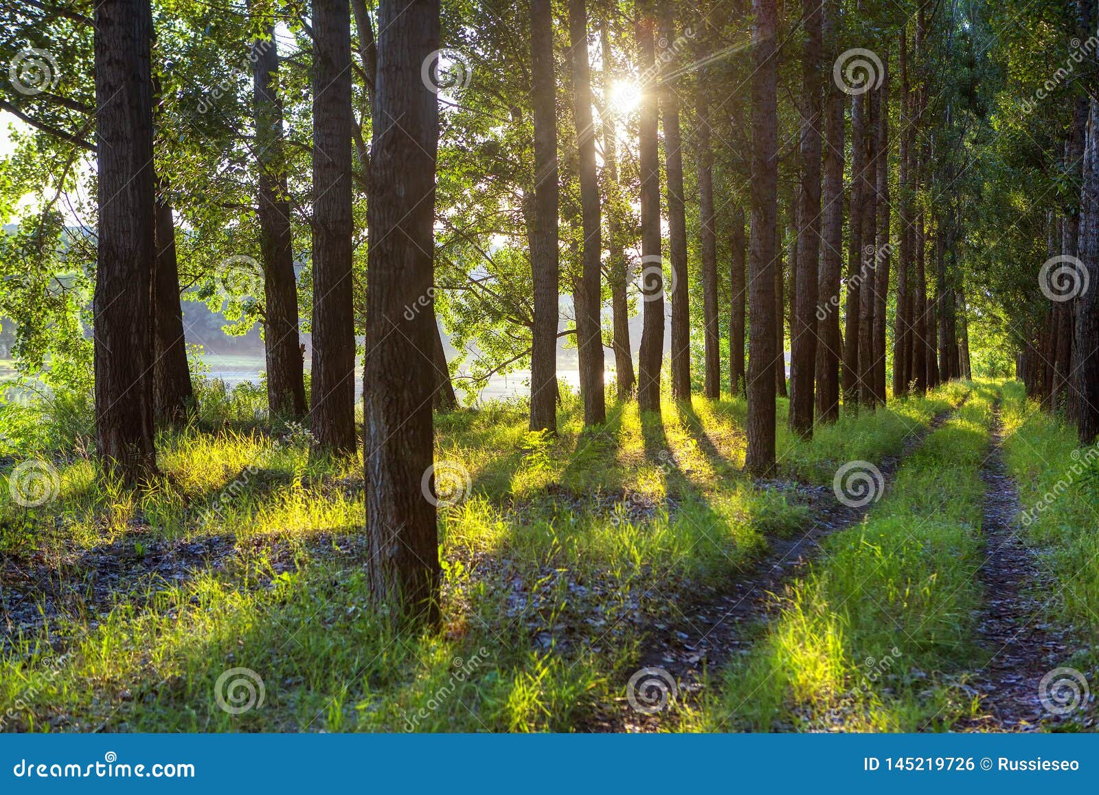 Sunlight through the trees stock photo. Image of sunlight - 145219726