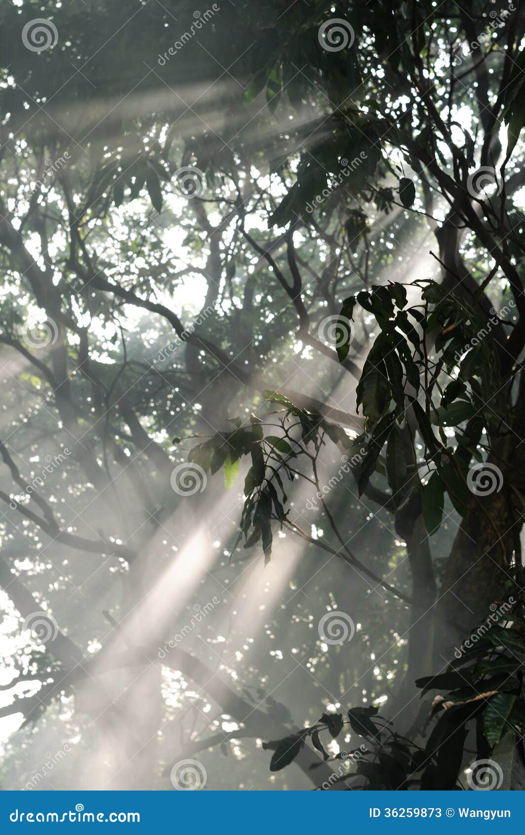 Sunlight trees stock image. Image of hiking, bright, landscape - 36259873