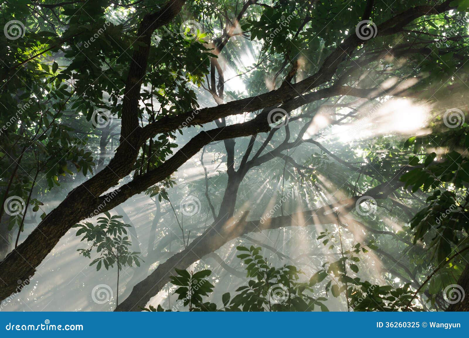 Sunlight trees stock image. Image of candid, light, outdoors - 36260325