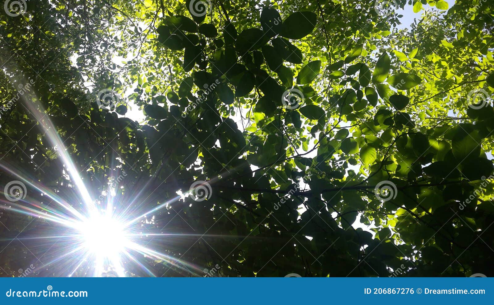 Sunlight in the trees stock photo. Image of woodland - 206867276