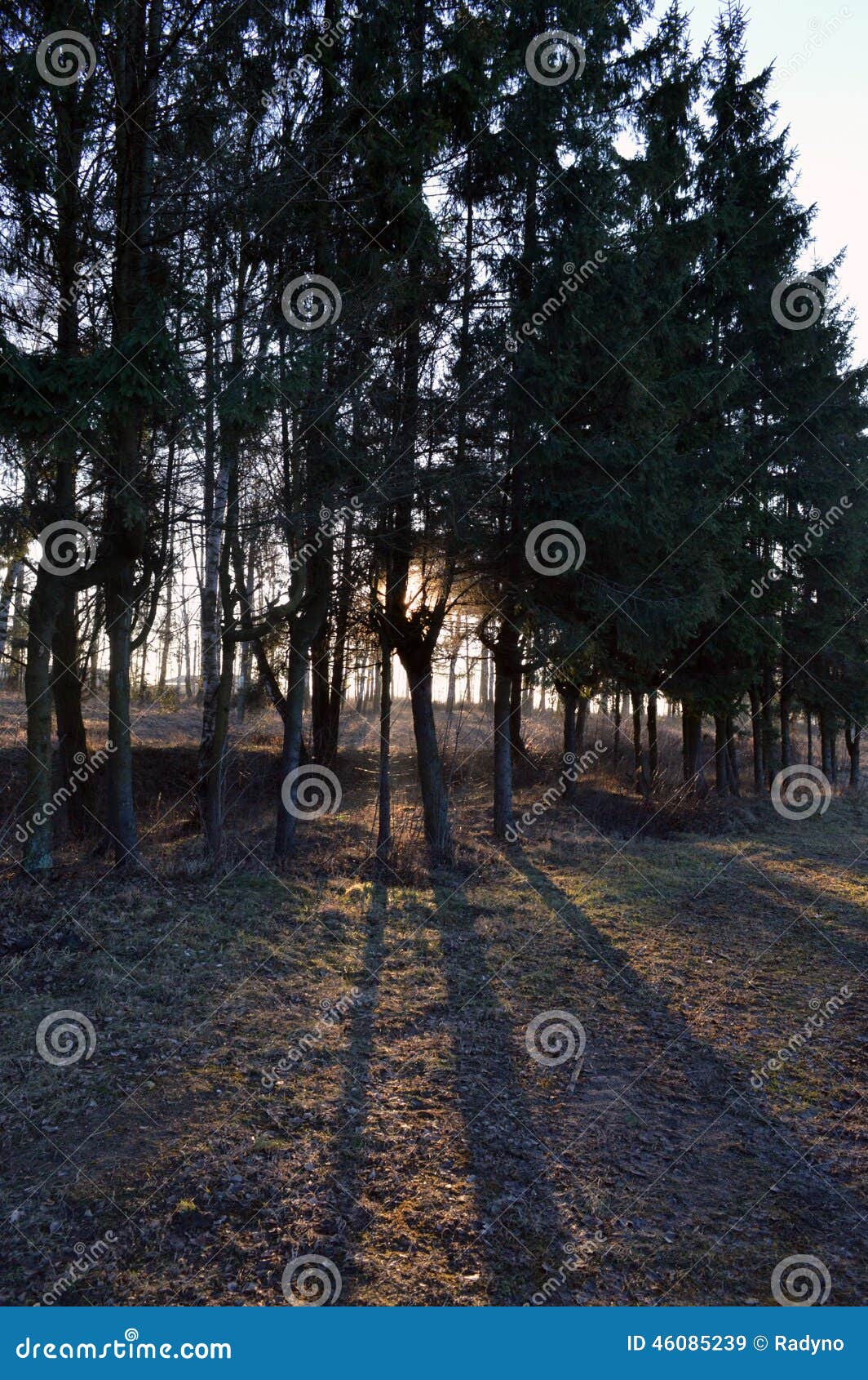 Sunlight through the trees stock image. Image of contrast - 46085239