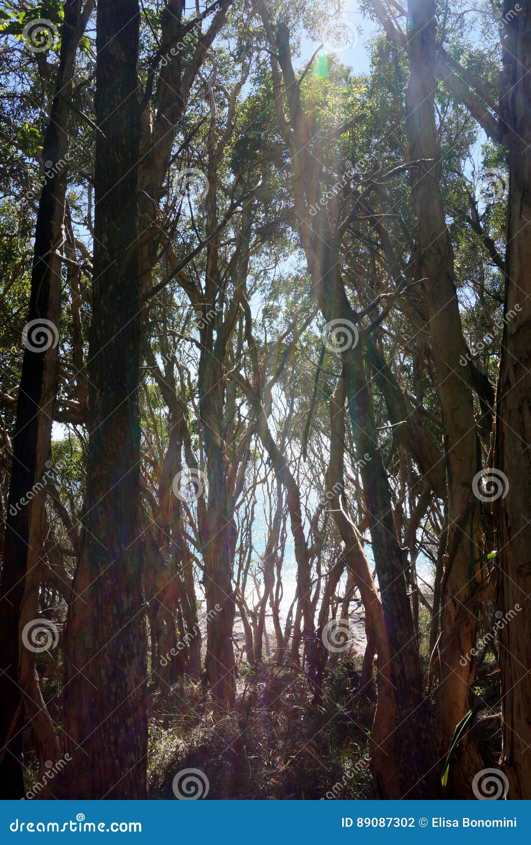 Sunlight between the trees stock photo. Image of peaceful - 89087302