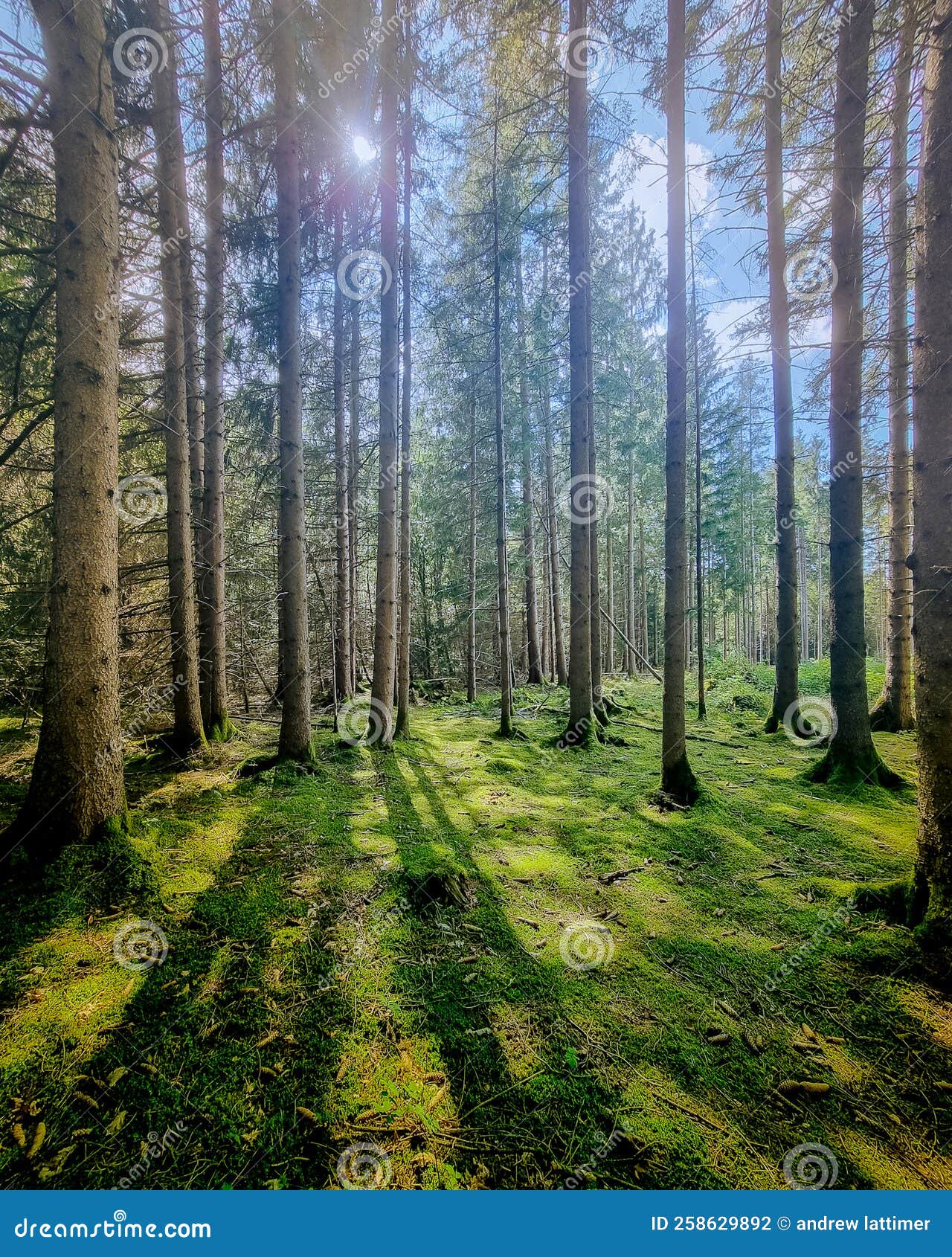 Sunlight through trees stock photo. Image of green, trees - 258629892