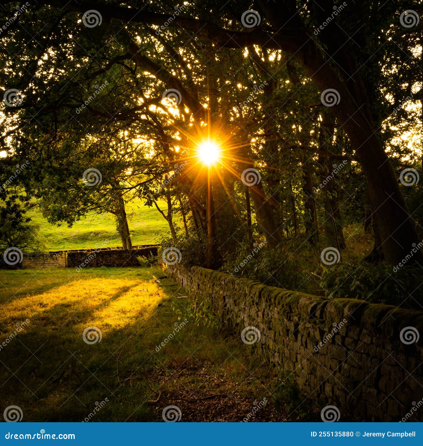 Sunlight through Trees stock photo. Image of striking - 255135880