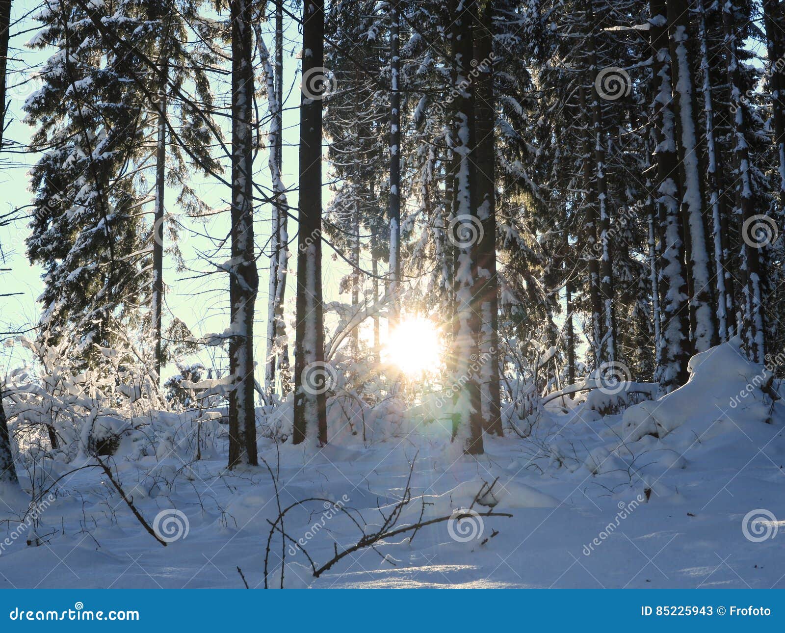 Sunlight stock image. Image of landscape, tree, wintry - 85225943