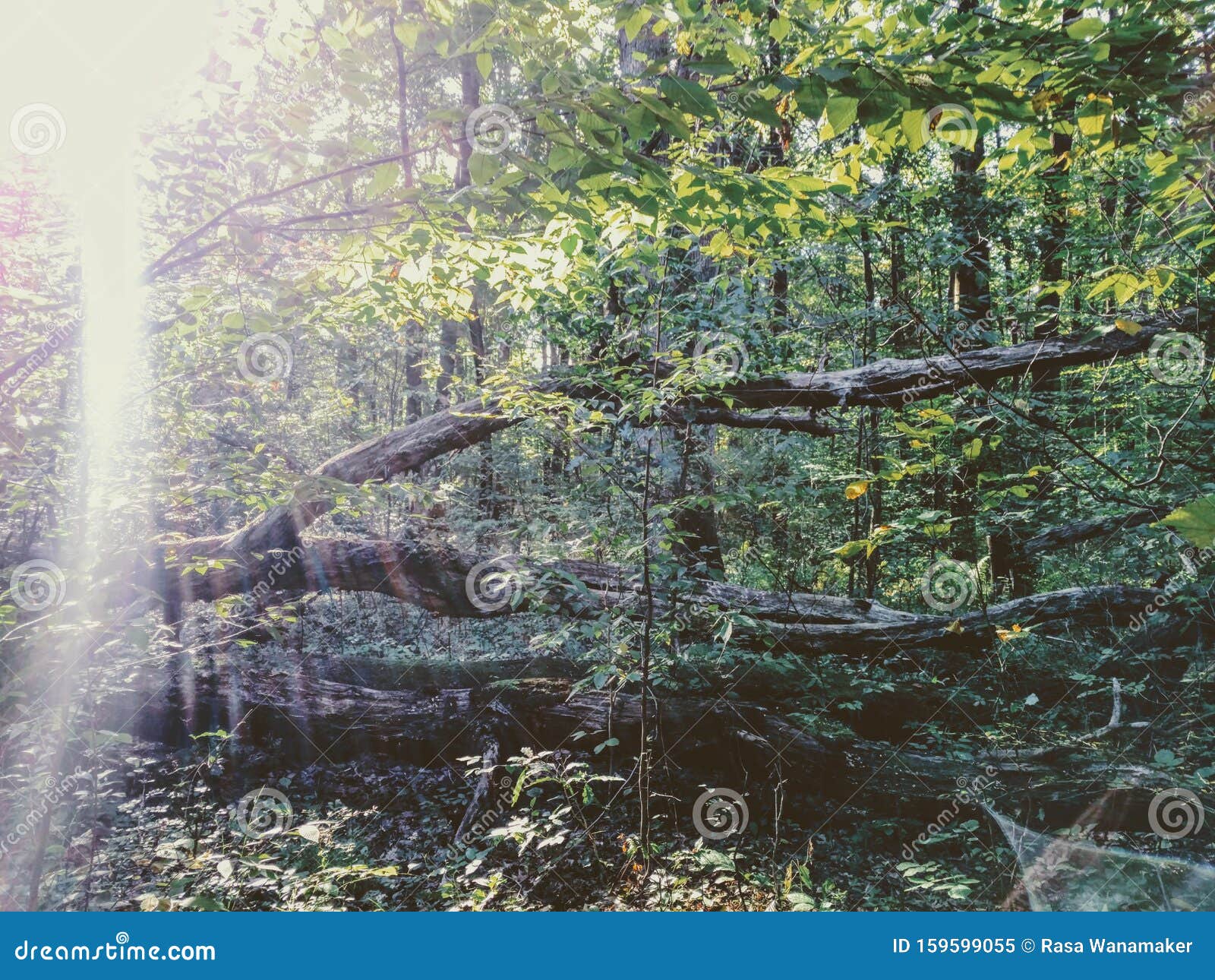 Sunlight through the Trees in the Woods Stock Image - Image of sunshine ...