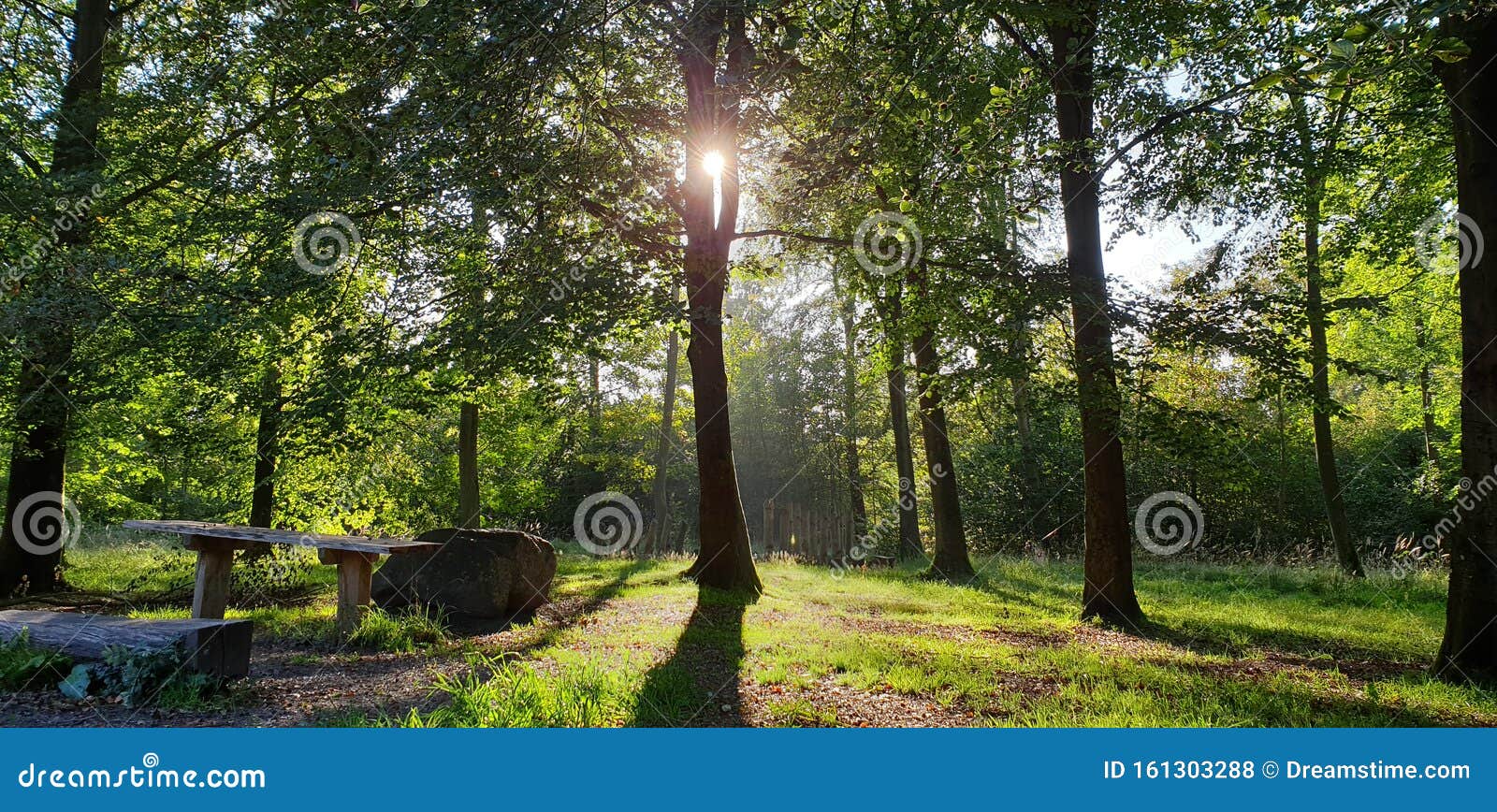 Sunlight through treetops stock photo. Image of sunlight - 161303288