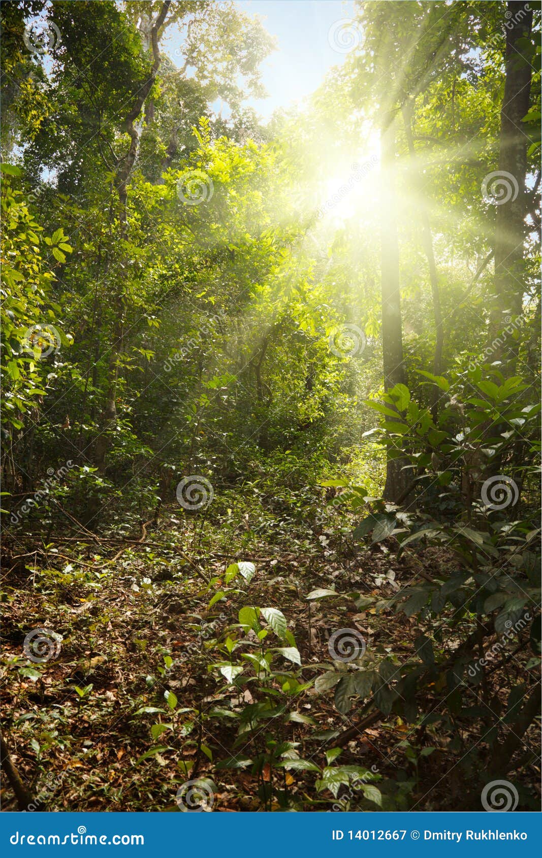 Sunlight In Jungle Rainforest With Scenic Waterfall Stock Photography ...