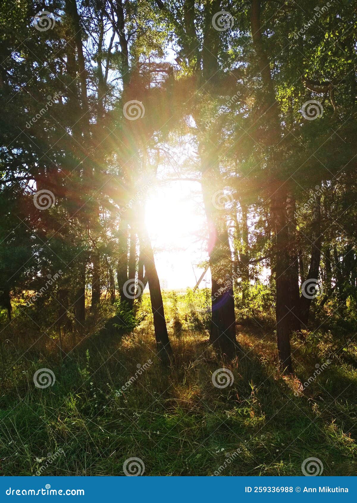 Sunlight through Tree Trunks in the Morning Stock Photo - Image of ...