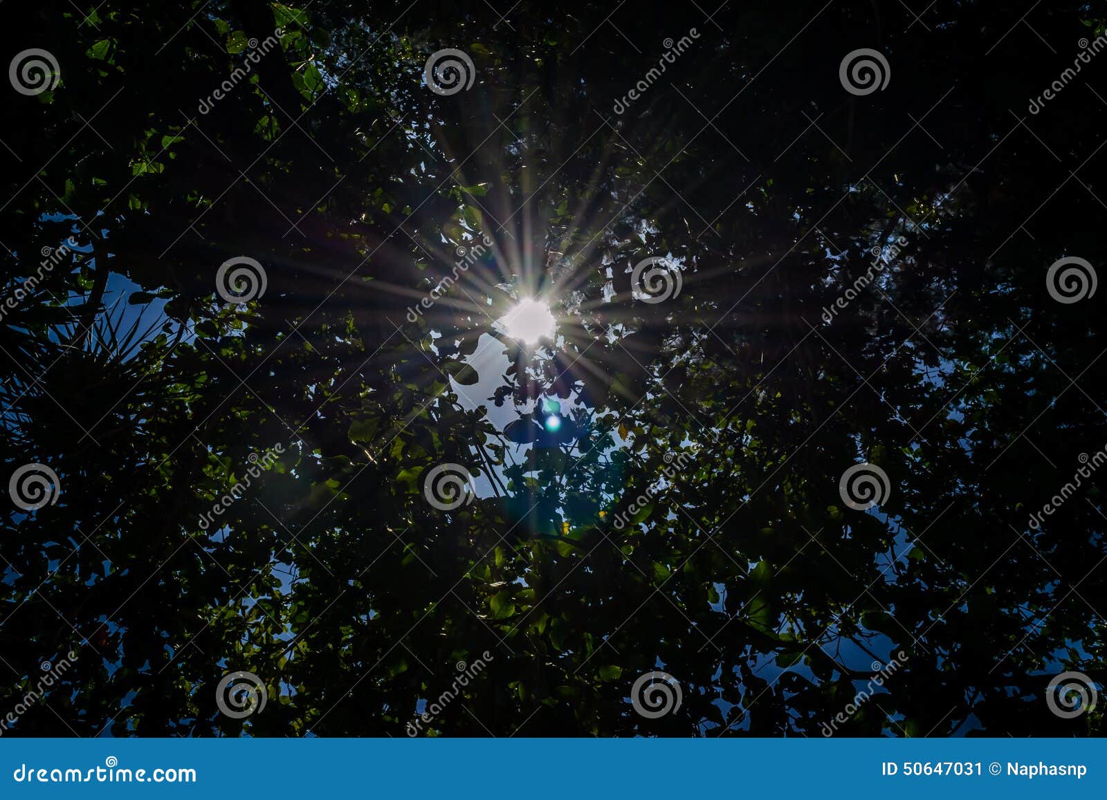 Sunlight under tree shade stock image. Image of sunlight - 50647031