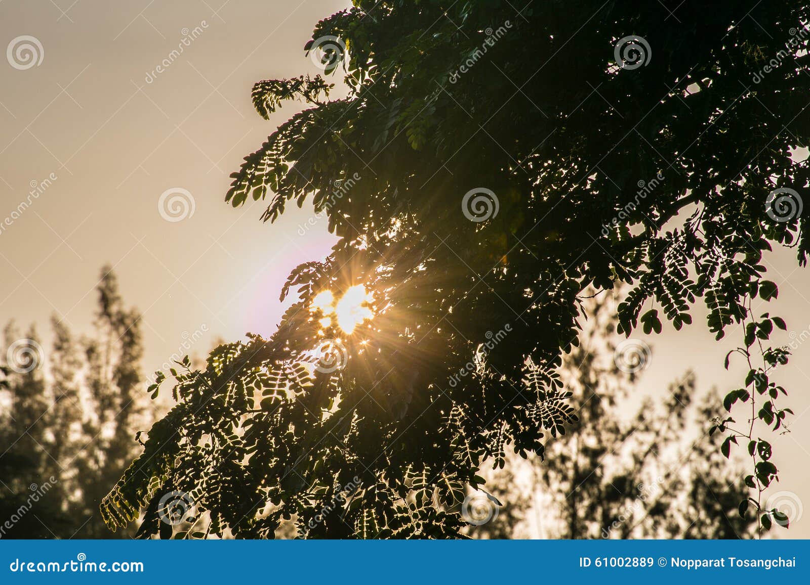 Sunlight under the tree stock image. Image of morning - 61002889