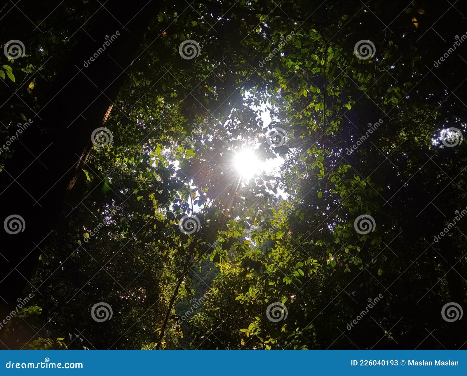 Sunlight Under the Trees in the Forest Stock Image - Image of look ...
