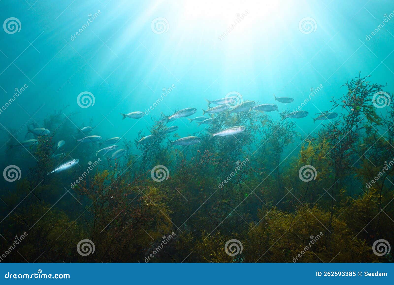 Sunlight Underwater with Bogue Fish and Algae in the Ocean Atlantic ...