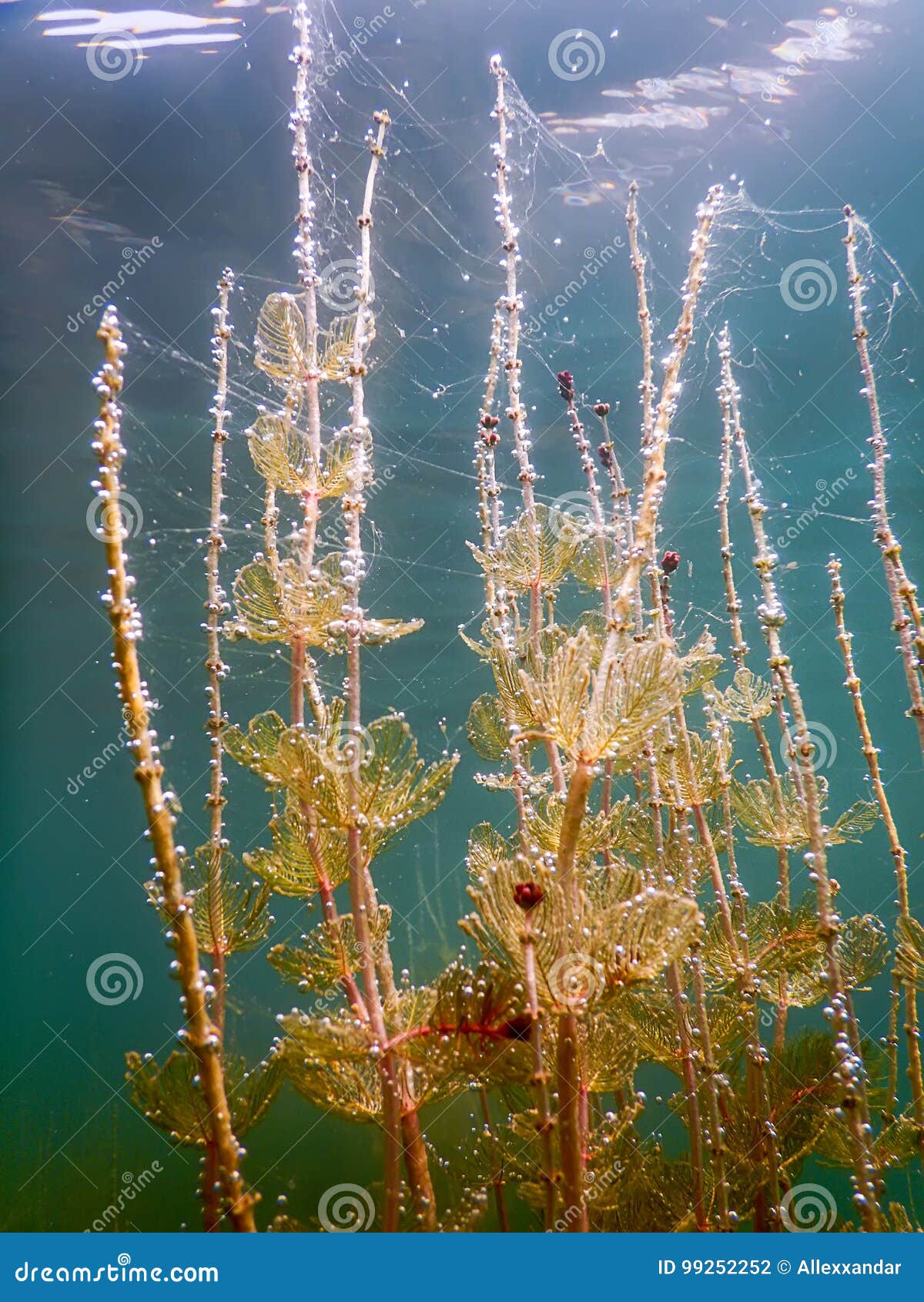 Sunlight Underwater Freshwater Flora Rivers, Lakes, Pond. Surface ...