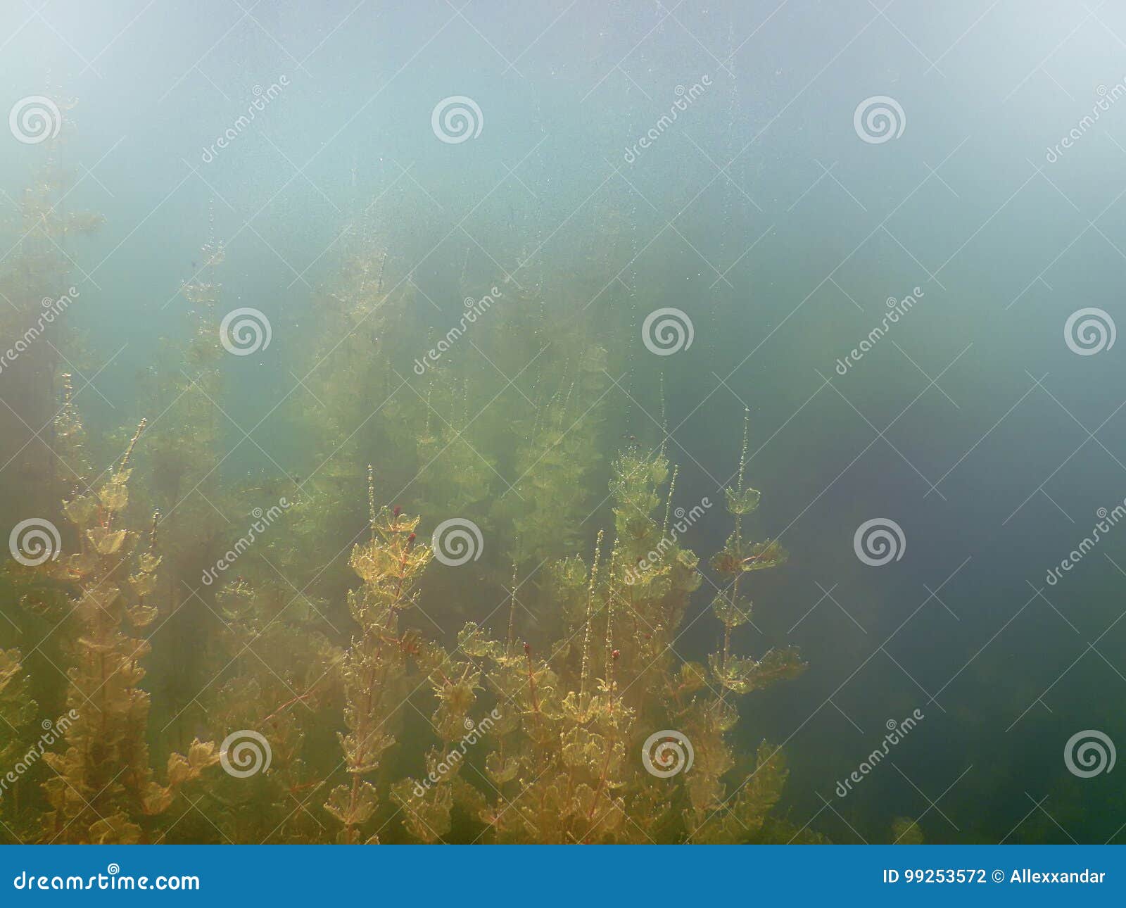 Sunlight Underwater Freshwater Flora Rivers, Lakes, Pond. Surface ...