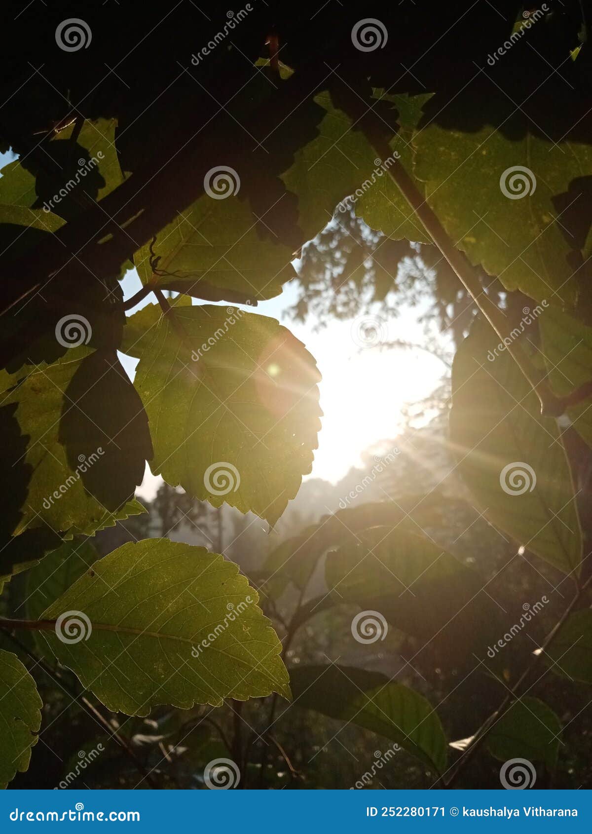 Sunlight through a vine stock image. Image of tree, glass - 252280171