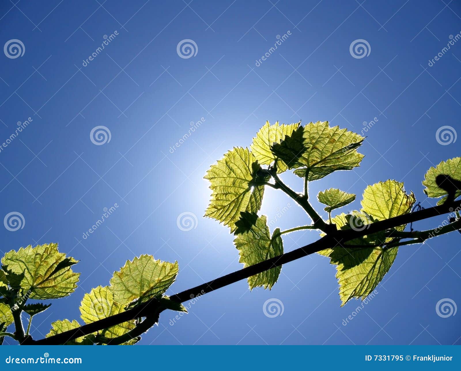 Sunlight through the Vines 1 Stock Image - Image of branches, grapes ...