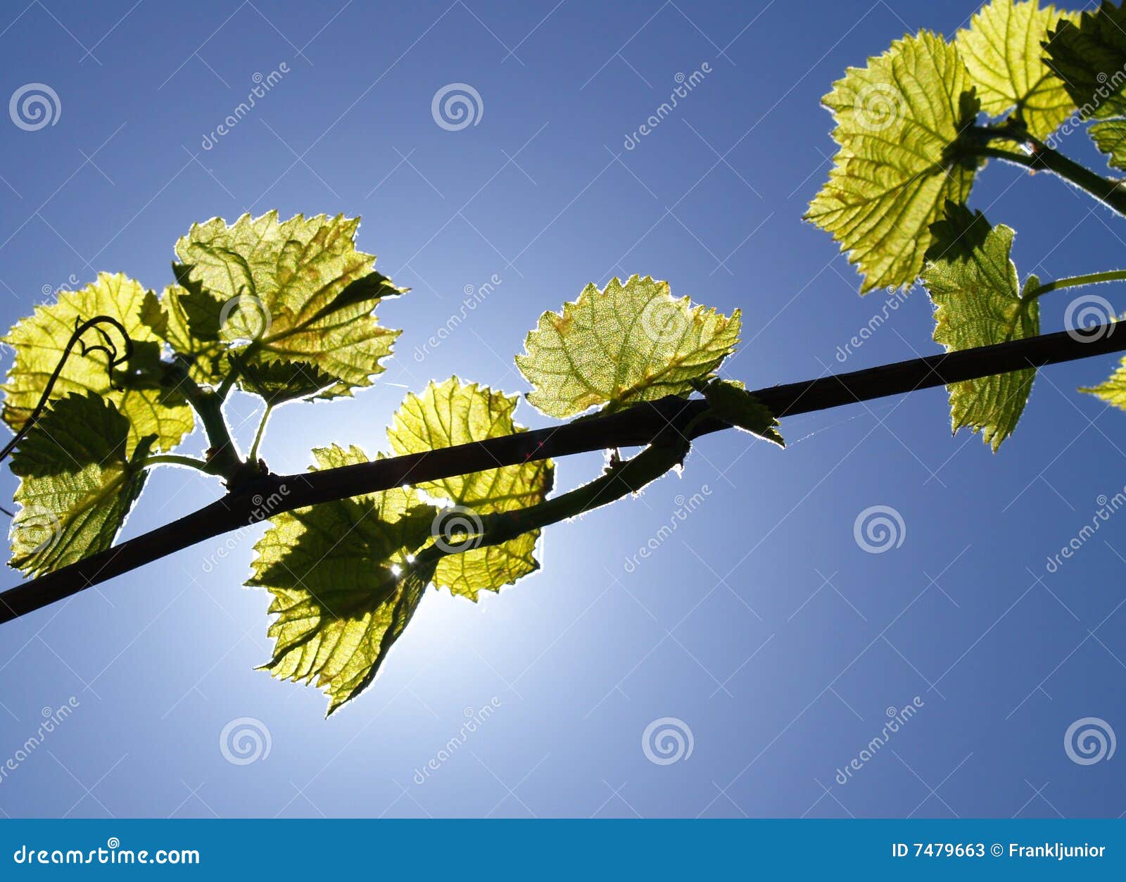 Sunlight through the Vines 2 Stock Image - Image of clear, vines: 7479663
