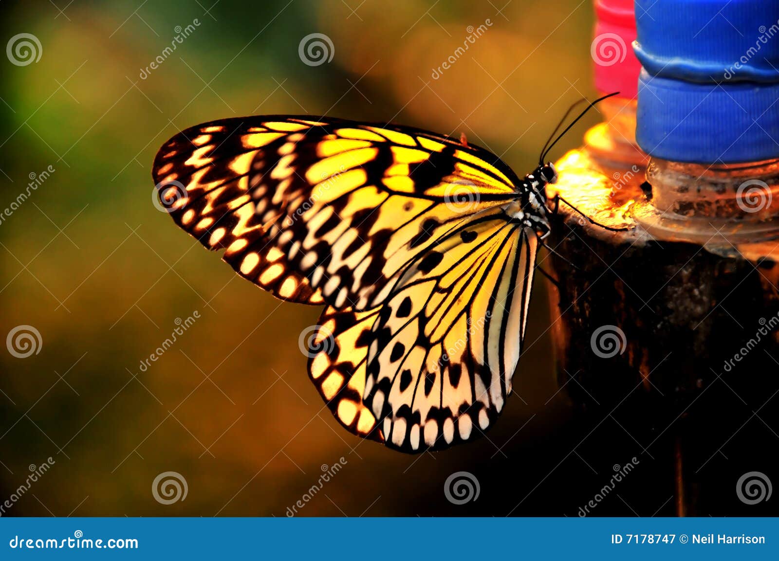 Sunlight through the Wings of a Butterfly Stock Image - Image of ...