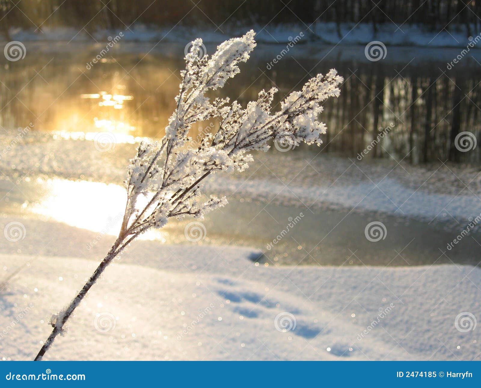Sunlight in winter stock image. Image of nature, silence - 2474185