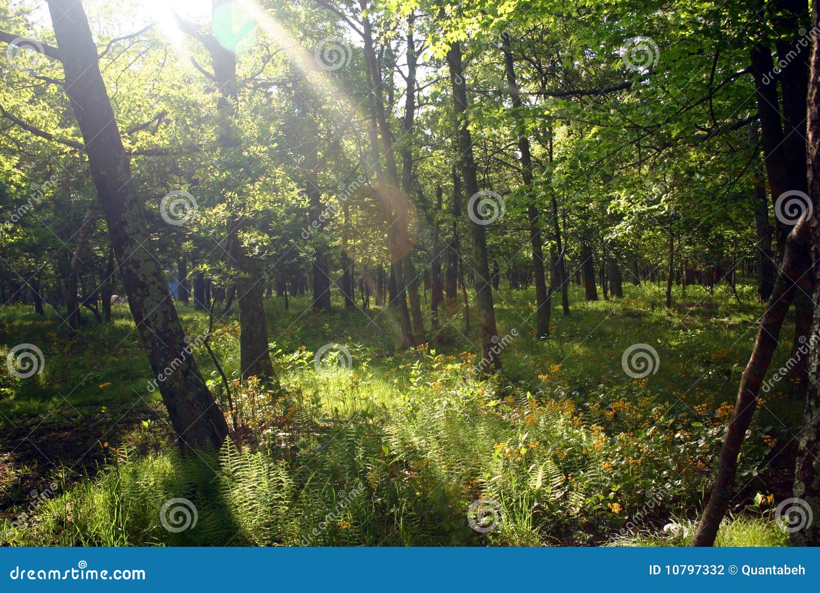 Sunlight and the woods stock photo. Image of woods, penetrating - 10797332