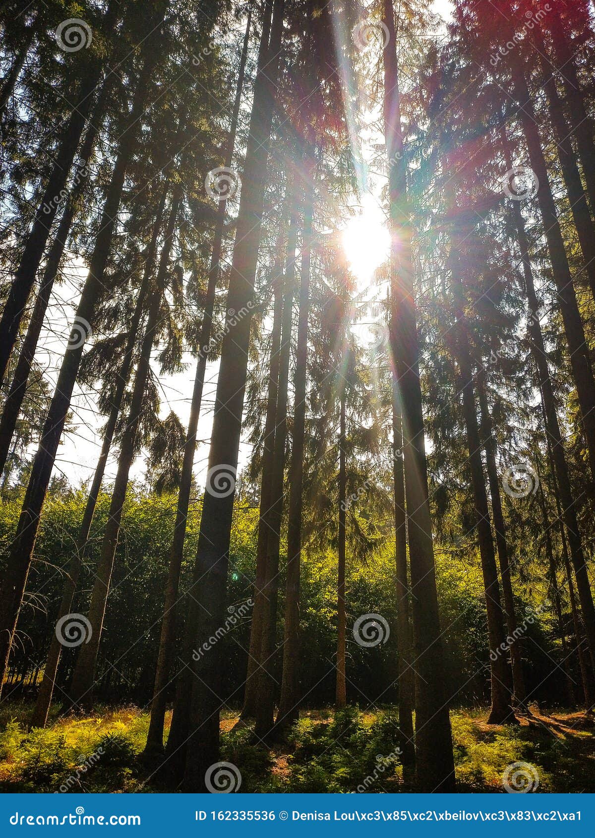 Sunlight through the Woods, Forest with Light Stock Photo - Image of ...