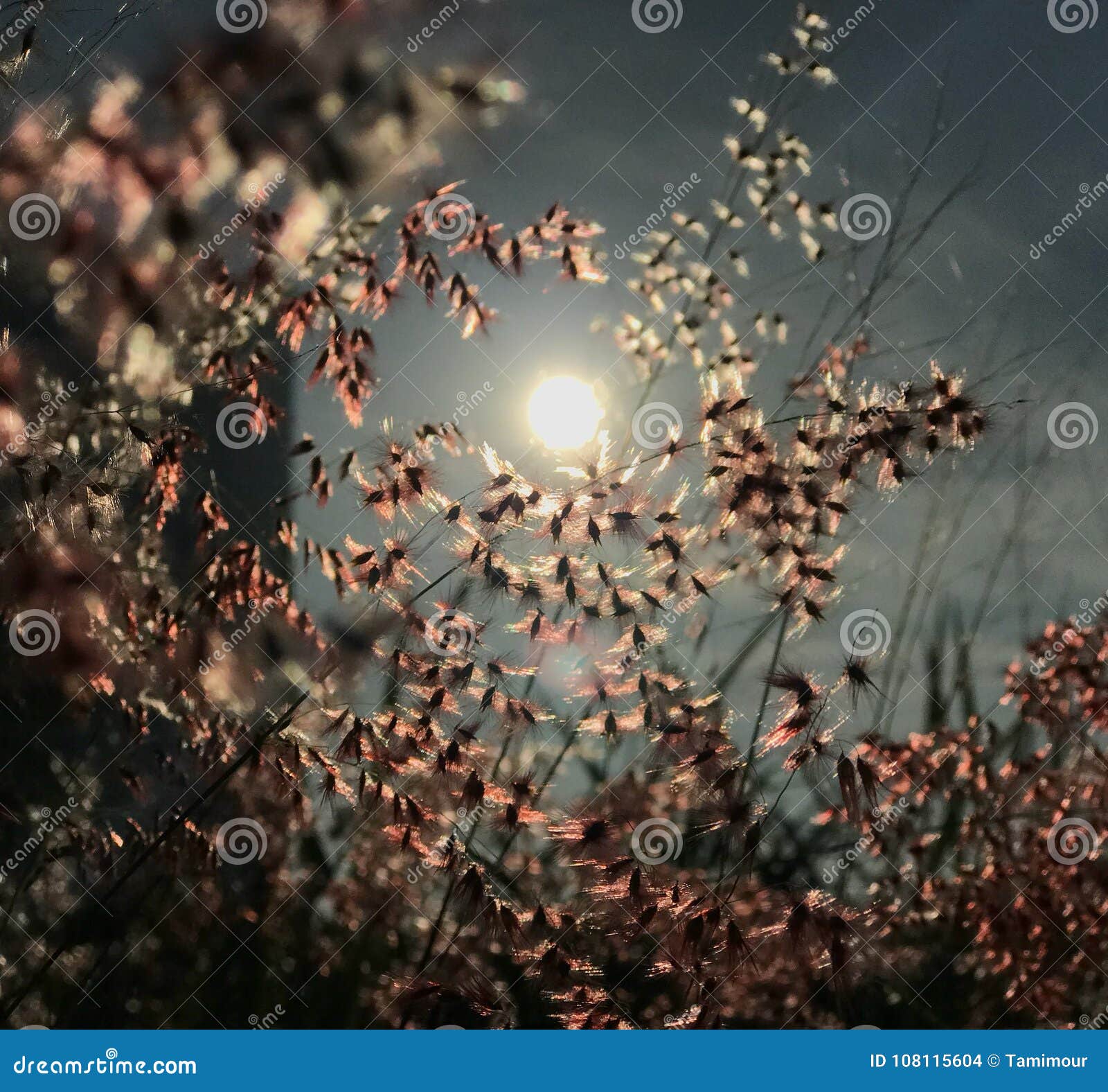 Gorgeous Circle of Light Reflection Stock Photo - Image of afternoon ...