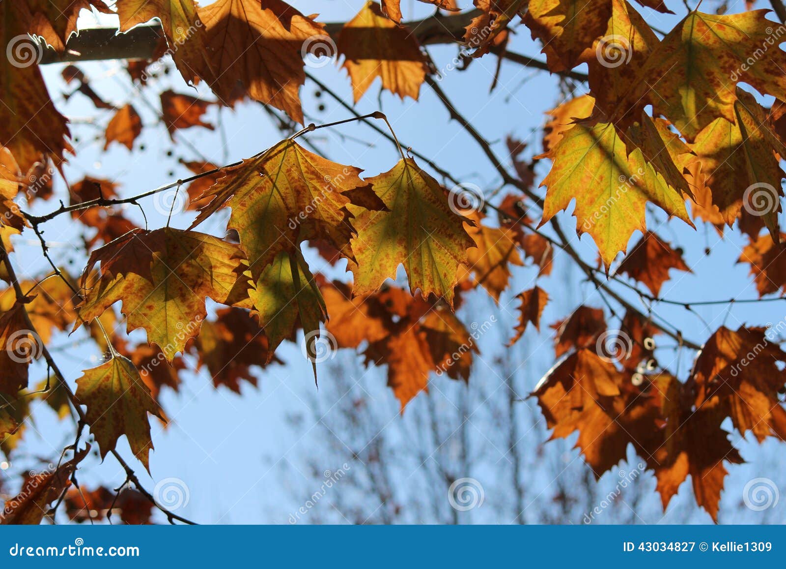 Sunlit Autumn Leaves stock image. Image of leaves, yellow - 43034827