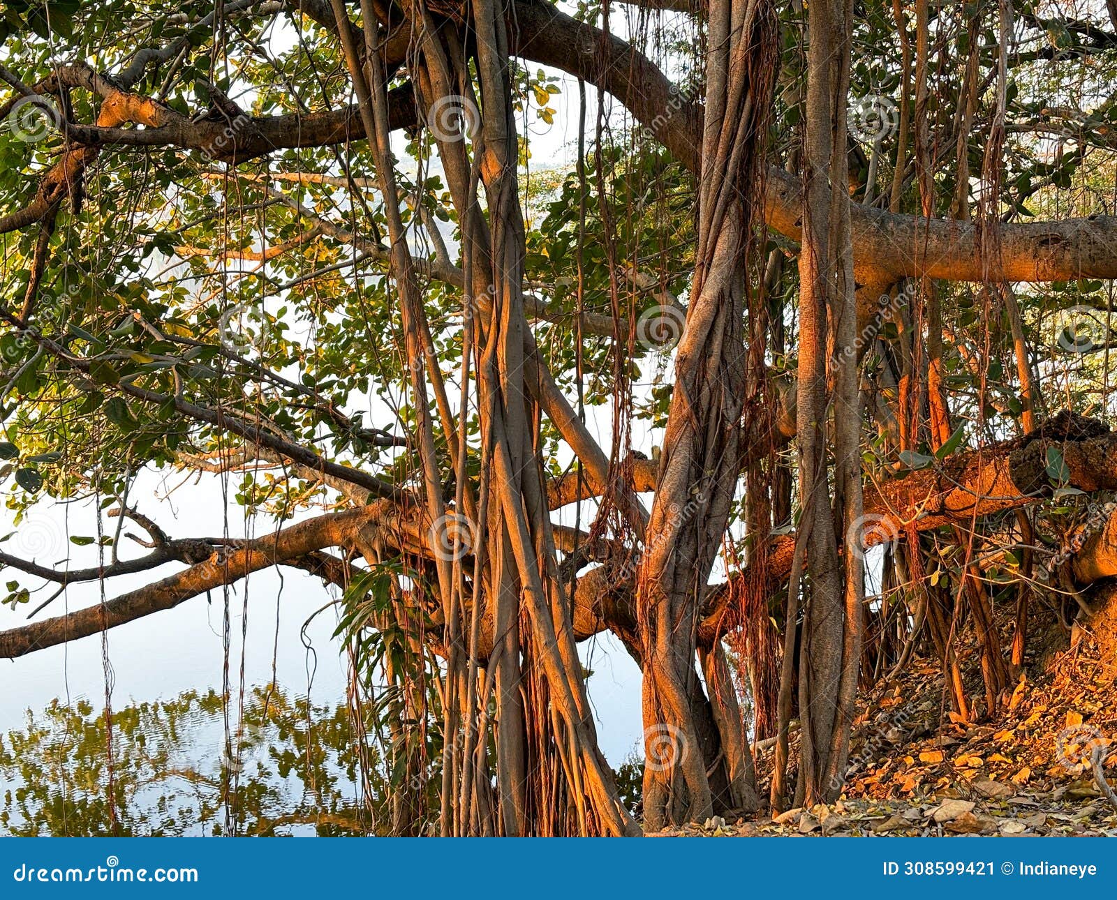 Sunlit Banyan Tree with Intricate Root System Stock Image - Image of ...